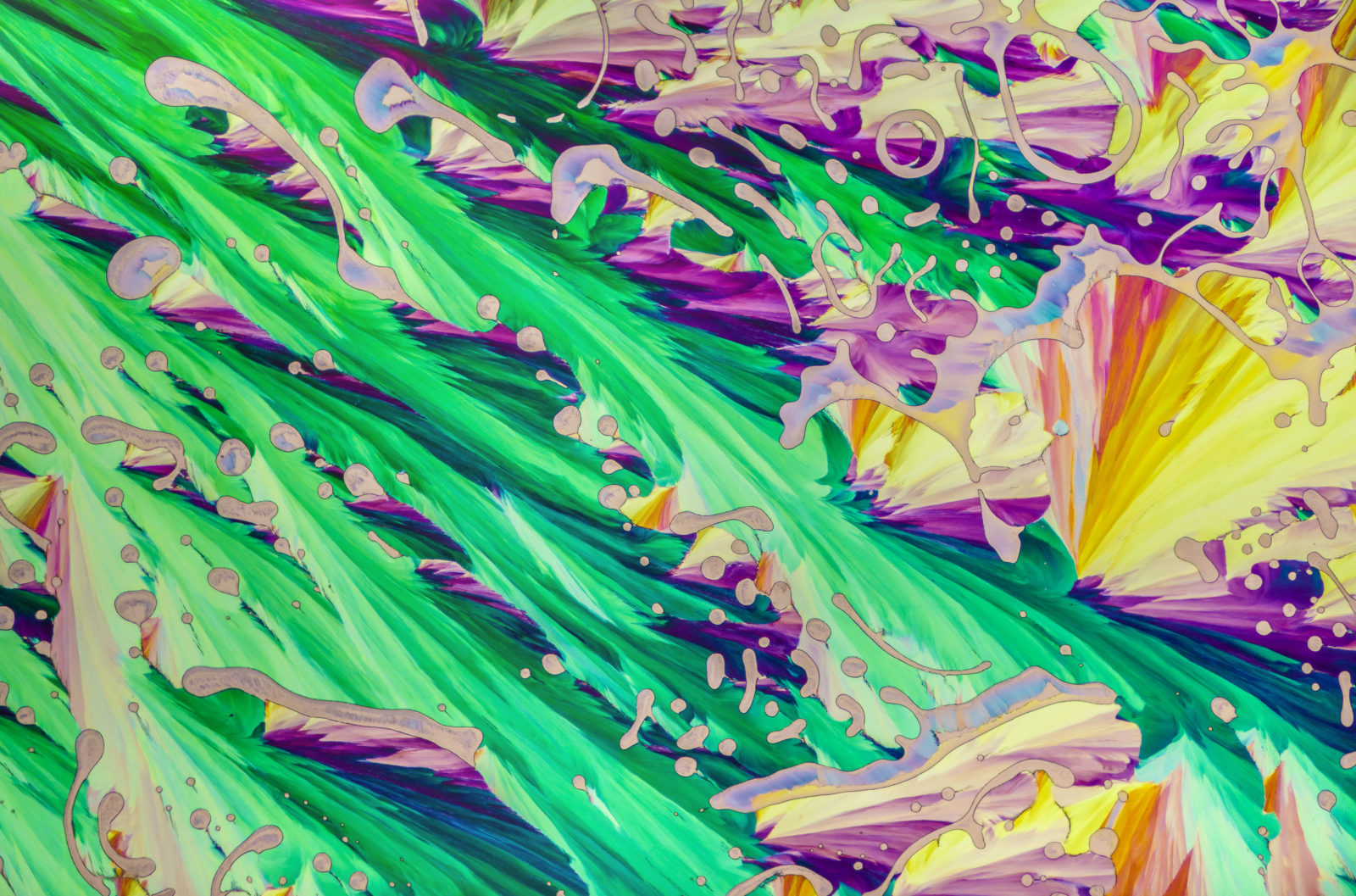 Beta-alanine and taurine crystals | Nikon Small World