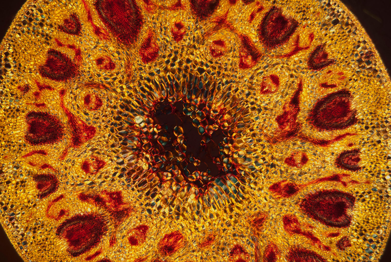 Cross section of stem of barley | Nikon Small World