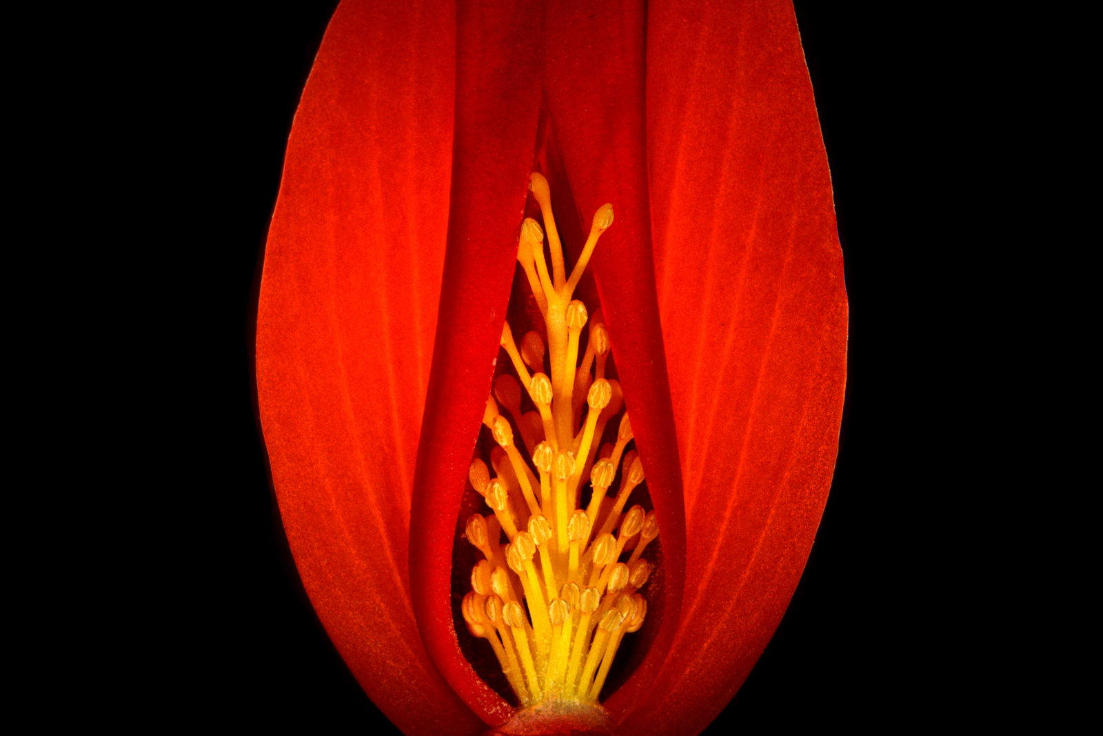 Section of a begonia flower | Nikon Small World