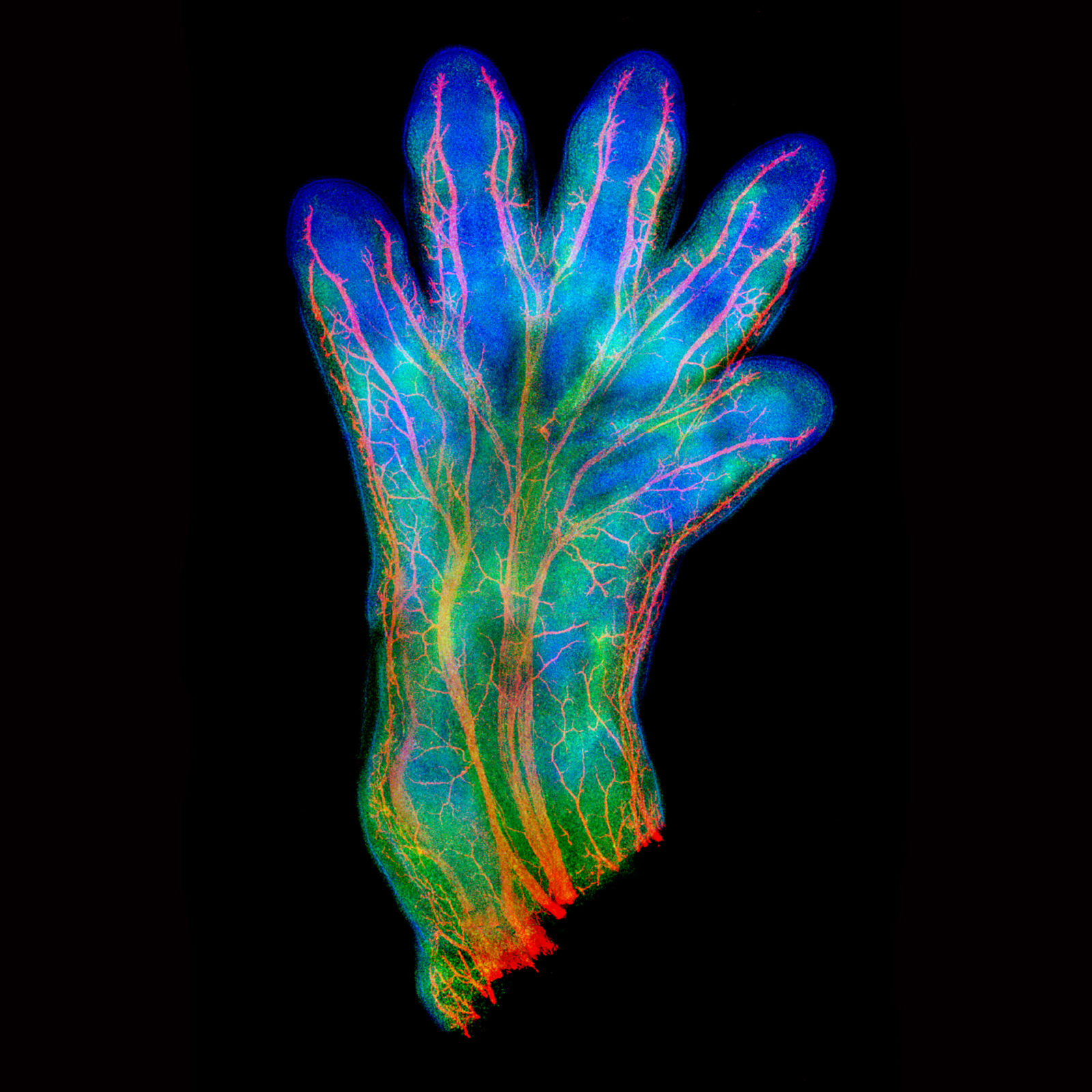 Mouse hand, showing veins | Nikon Small World