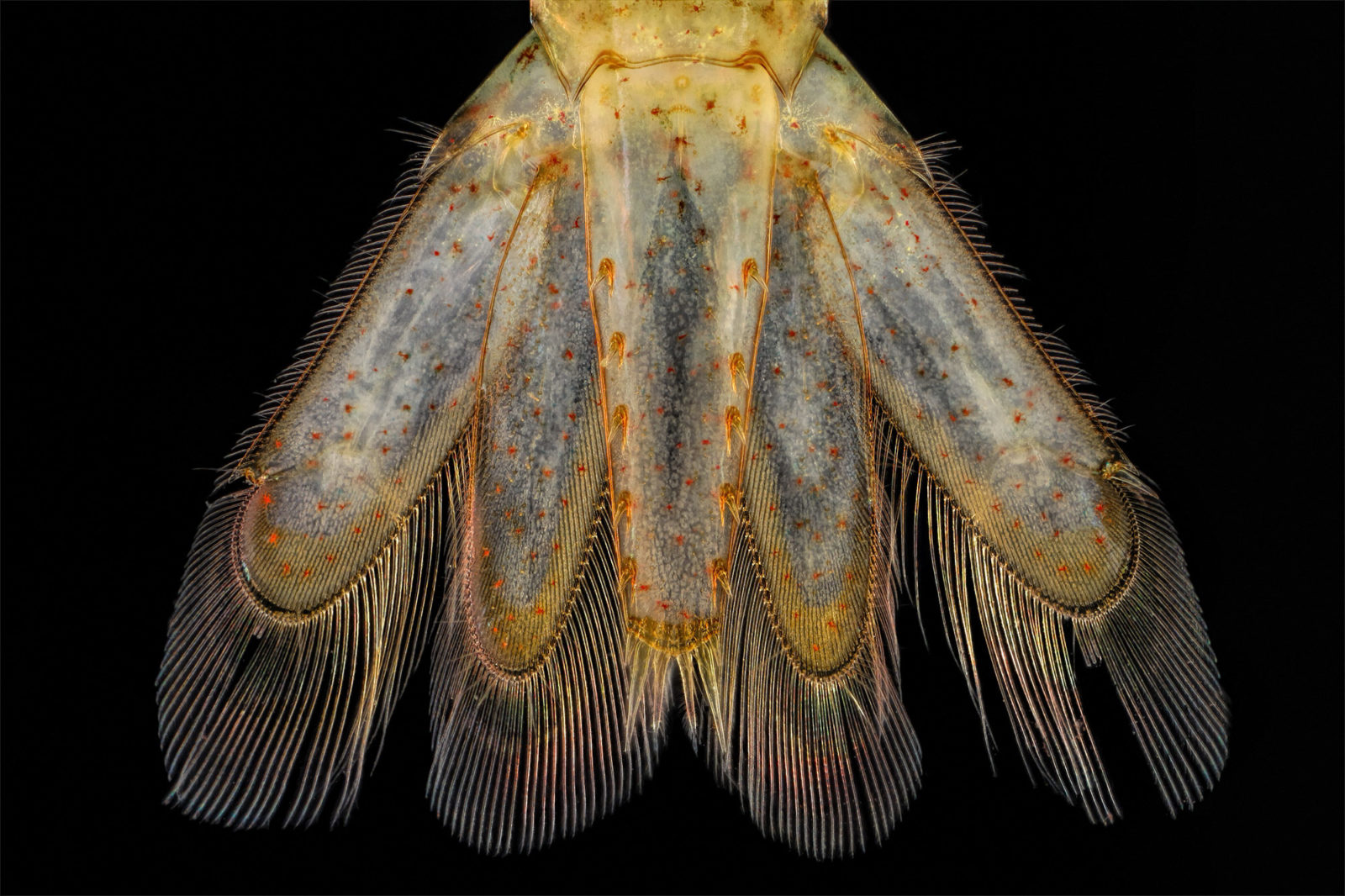 Tail of a small shrimp | Nikon Small World