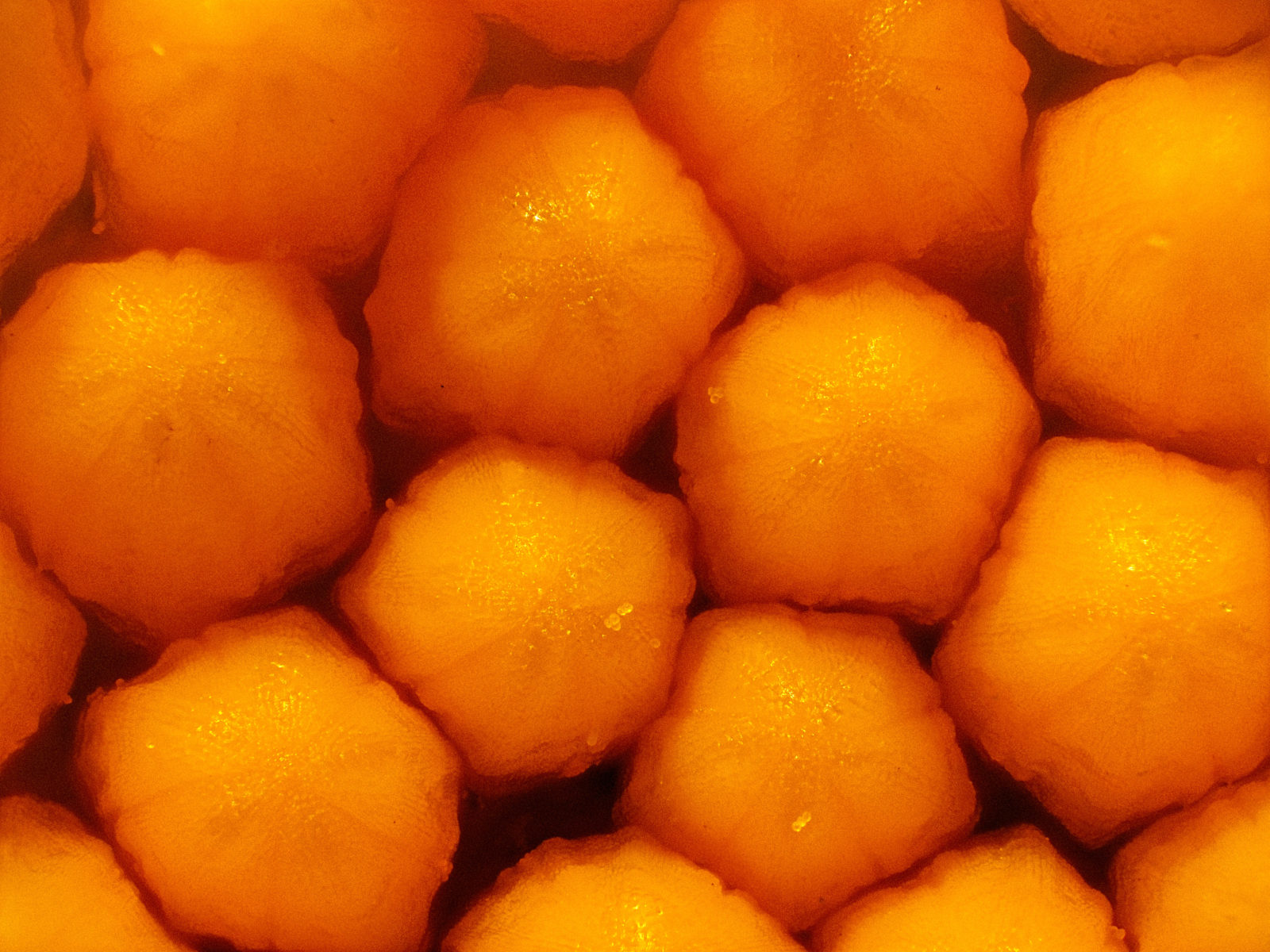 A daisy’s central disc pattern of tiny unopened flowers | Nikon Small World
