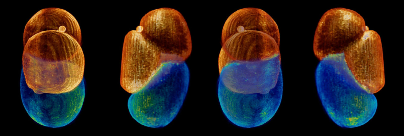 The developmental process of an early stage C. elegans | Nikon Small World