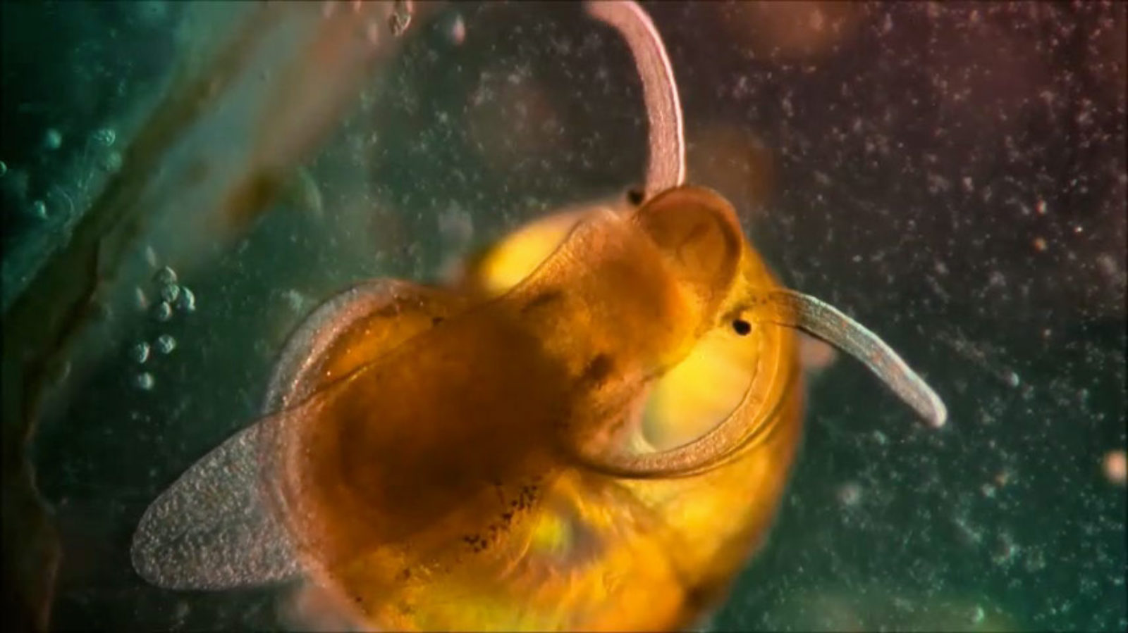 Birth and first steps of a faucet snail | Nikon Small World