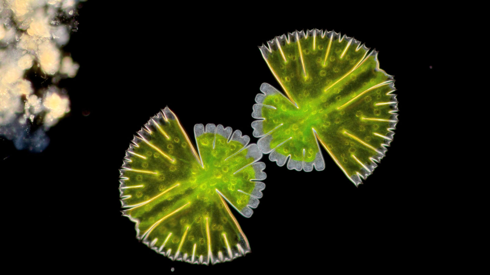 Micrasterias rotata cell division | Nikon Small World