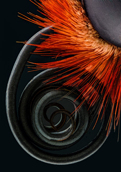 Butterfly proboscis | Nikon Small World