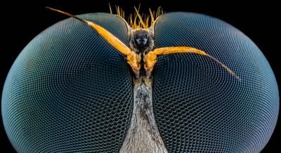 Wasp eyes | Nikon Small World