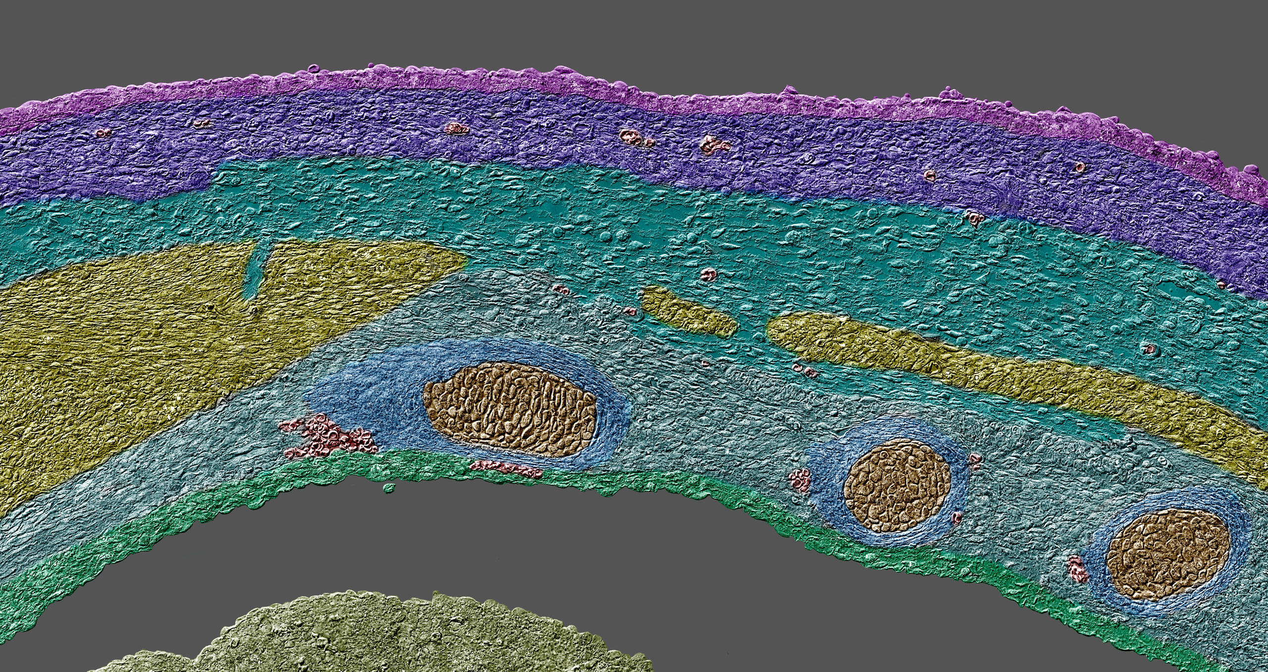 Embryonic body wall from a developing Mus musculus (mouse) | Nikon ...