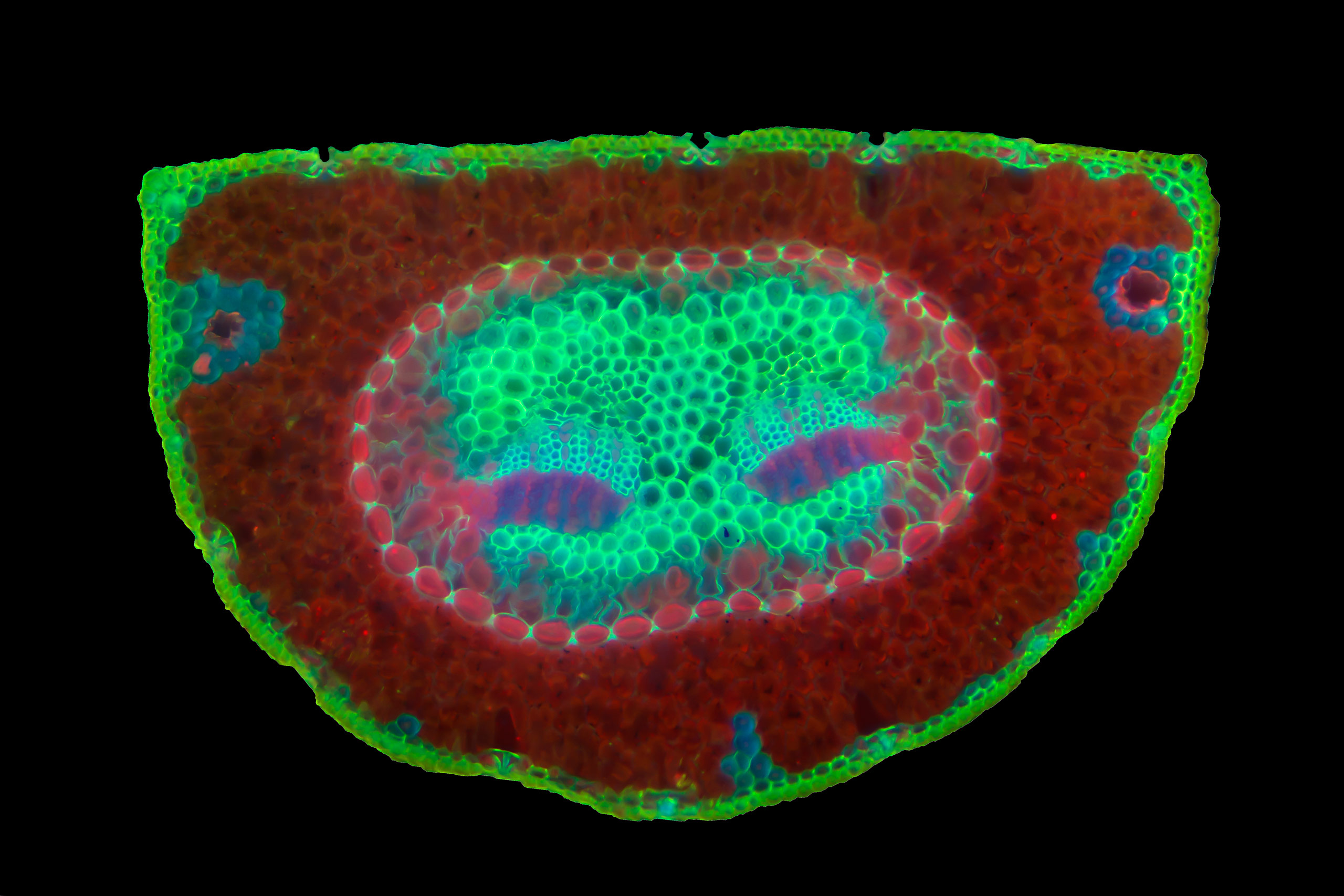 Pinus sylvestris (pine needle) cross section | Nikon Small World