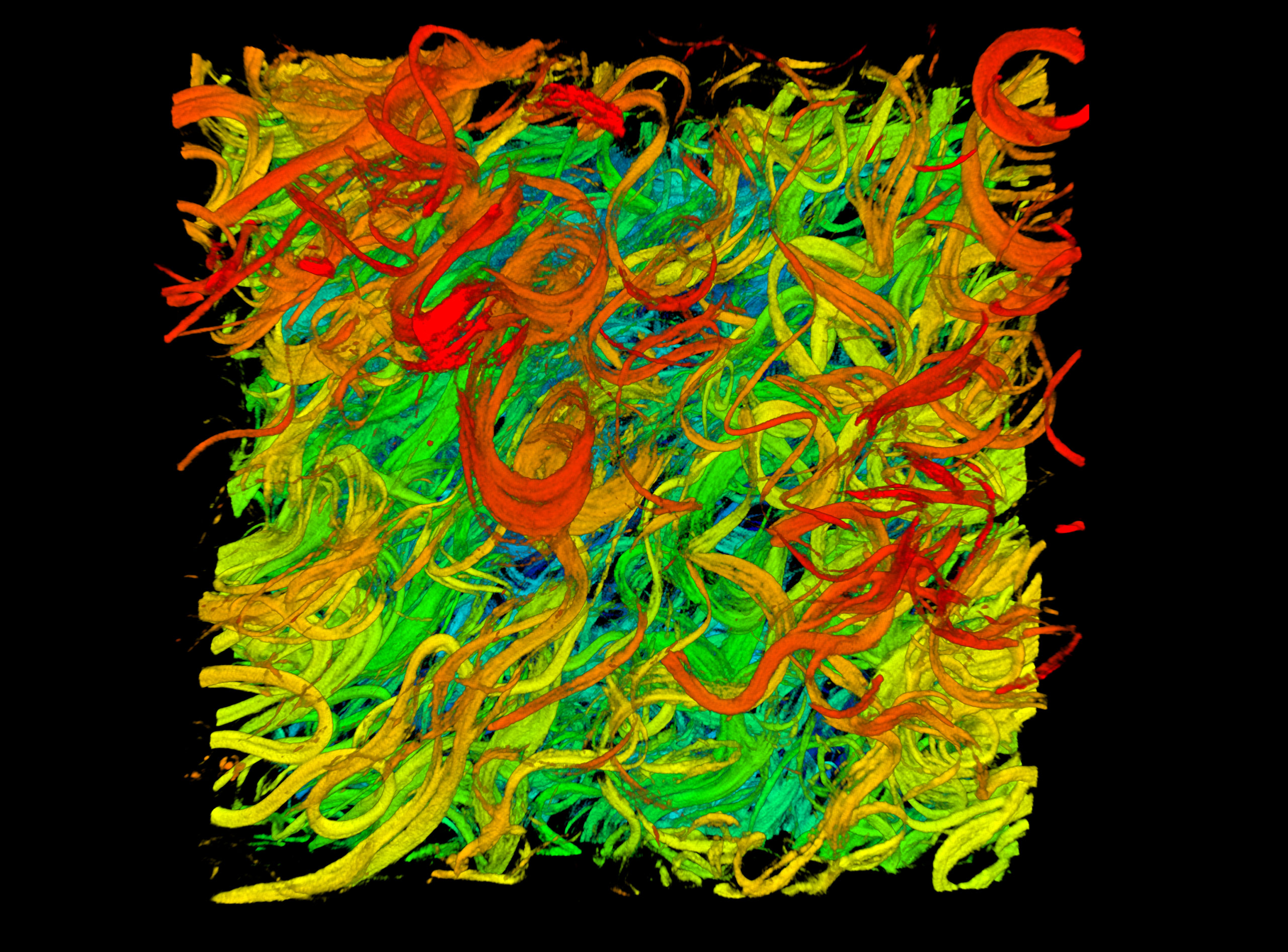 3D mouse skin collagen | Nikon Small World
