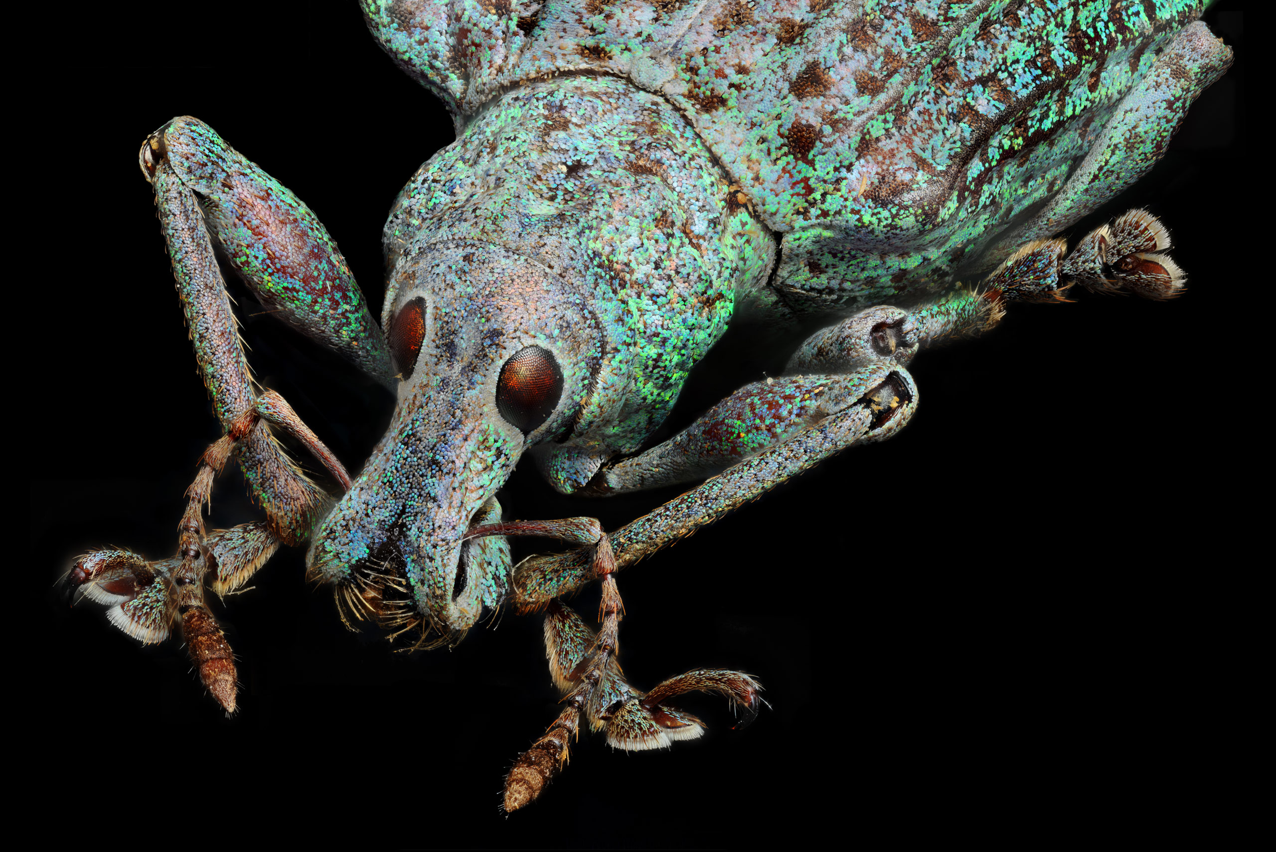 Rhigus nigrosparsus (tropical weevil) | Nikon Small World