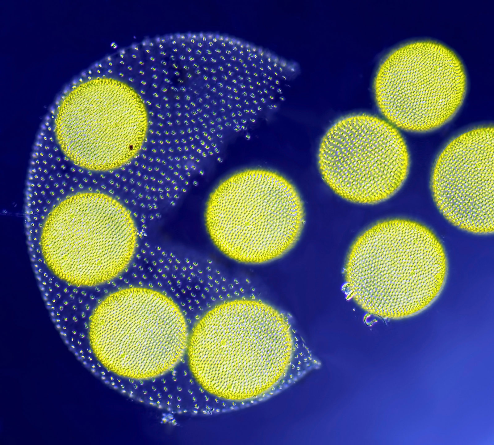 Living Volvox algae releasing its daughter colonies | Nikon Small World