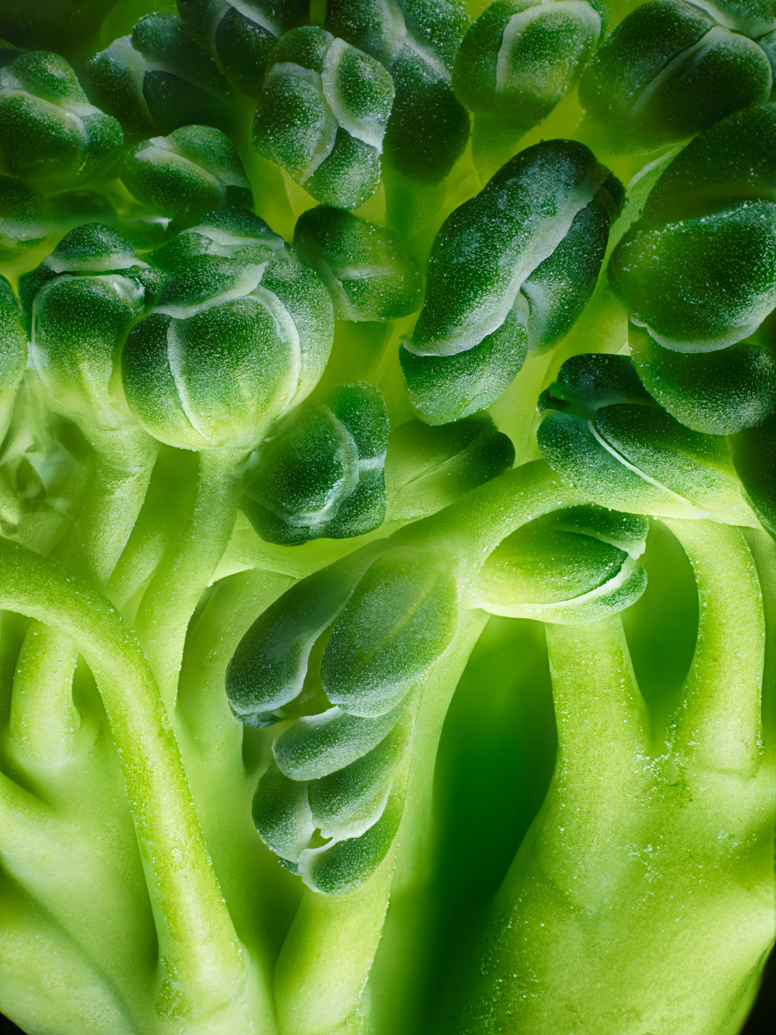 Broccoli | Nikon Small World