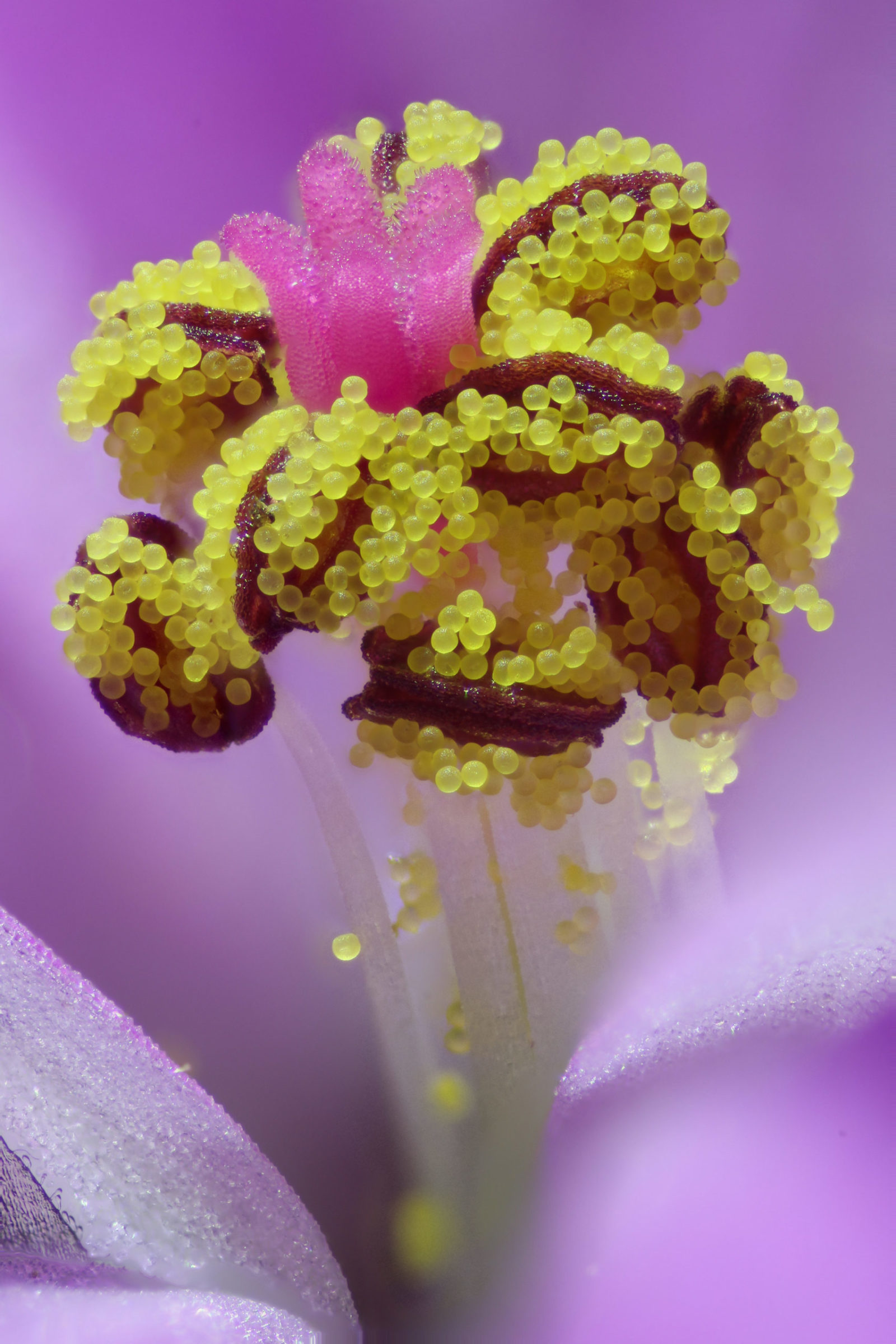 Geranium robertianum (Herb Robert) flower | Nikon Small World