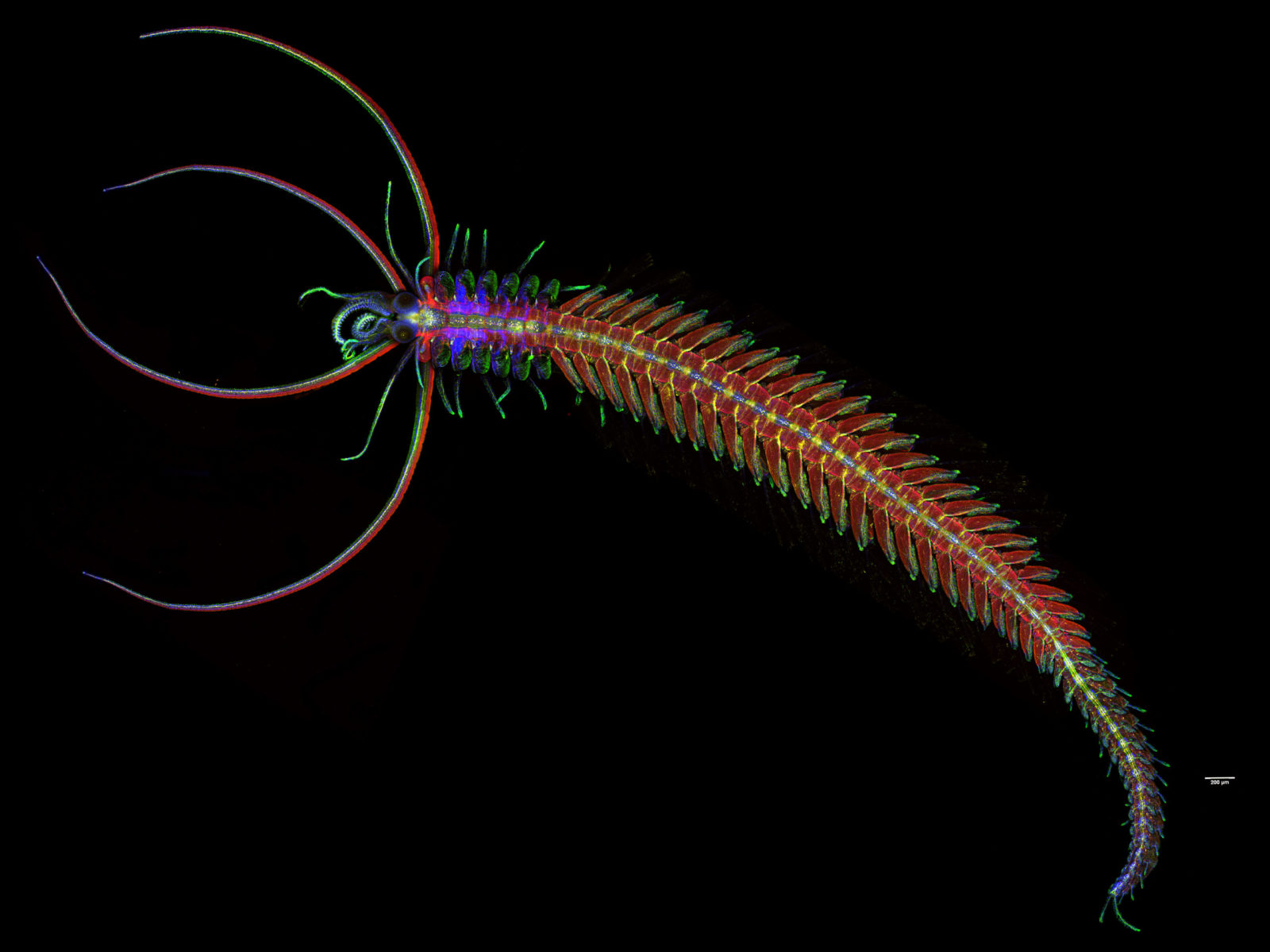 Proceraea (red seaworm) stolon | Nikon Small World