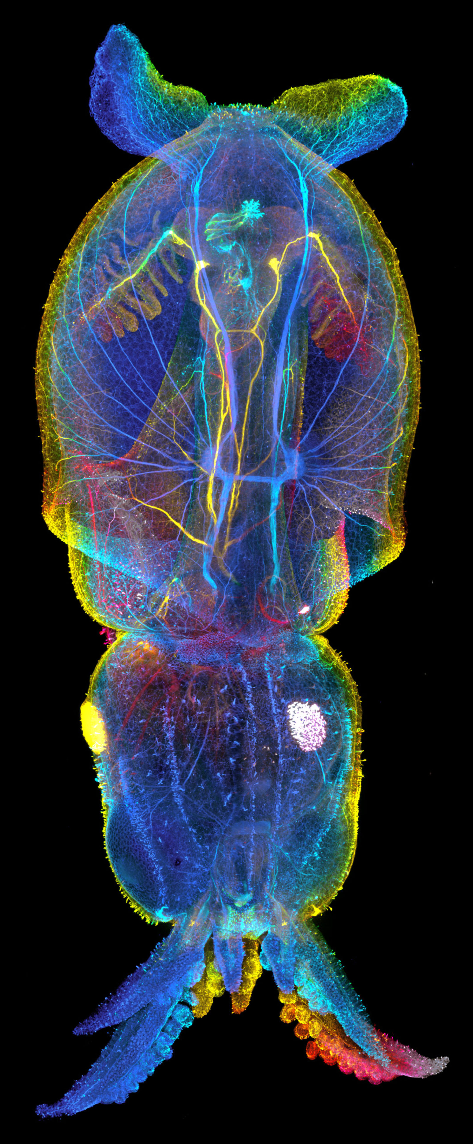 Nervous system of a juvenile squid | Nikon Small World