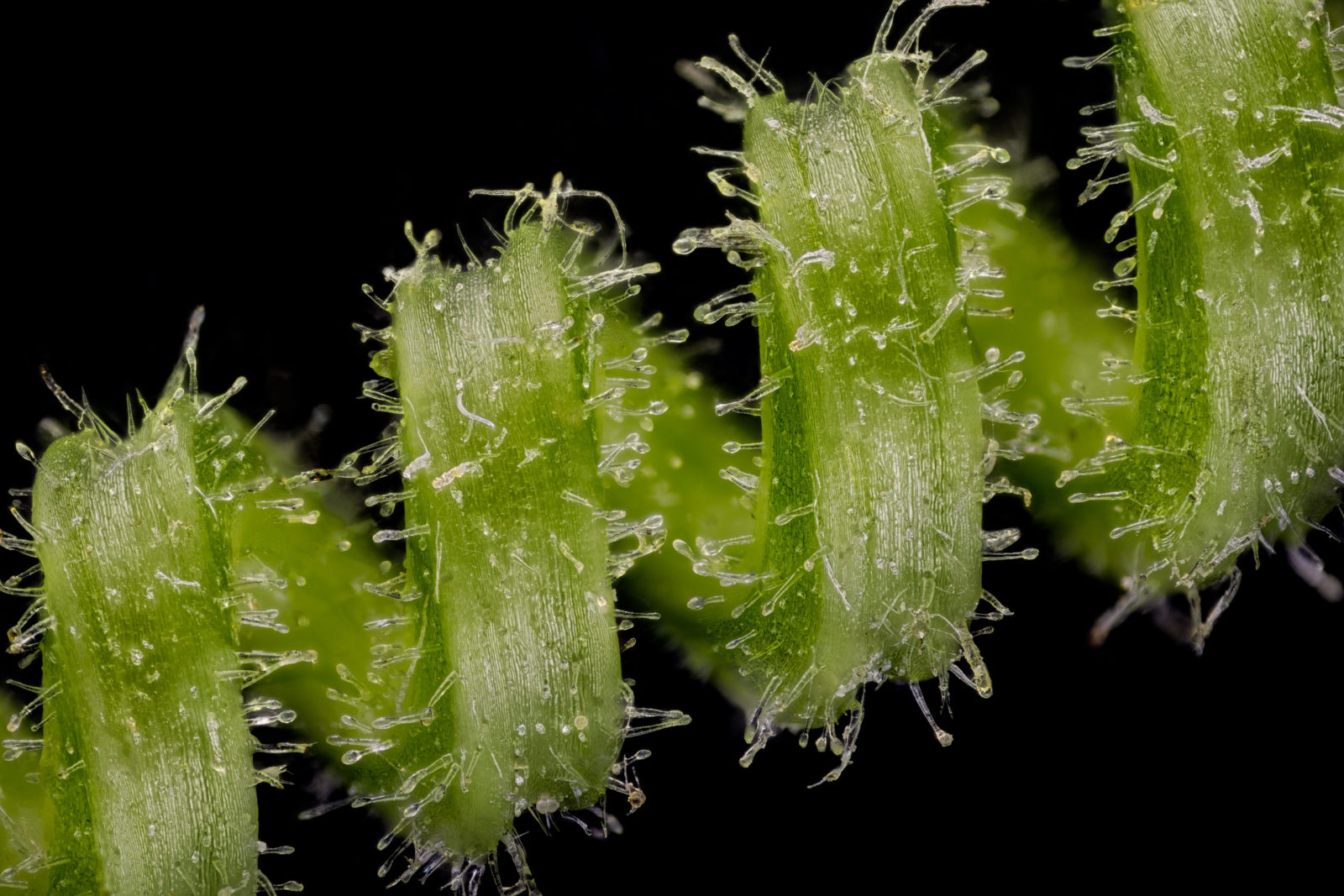 Plant tendril | Nikon Small World