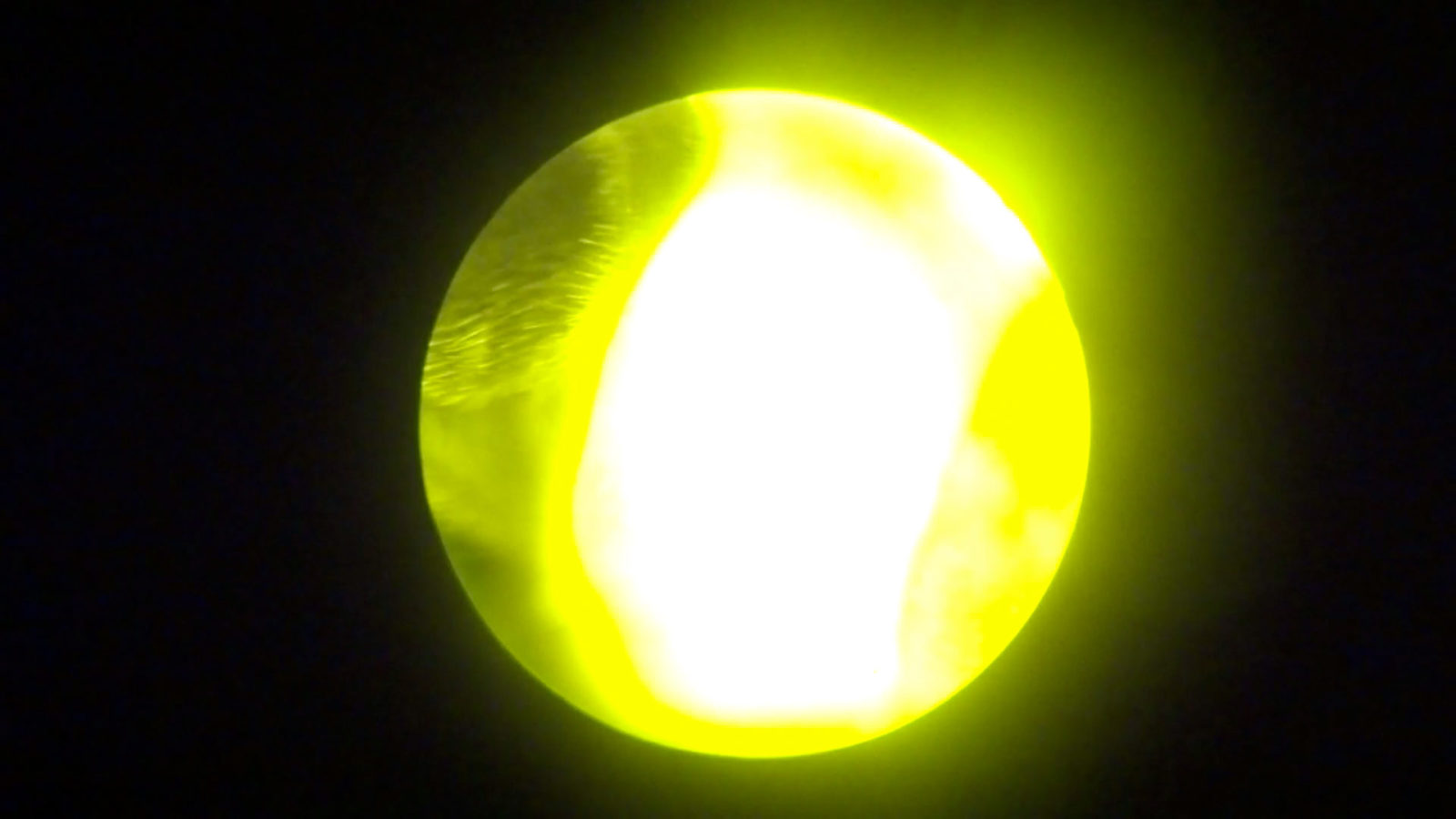 Photinus pyralis (firefly) abdomen | Nikon Small World