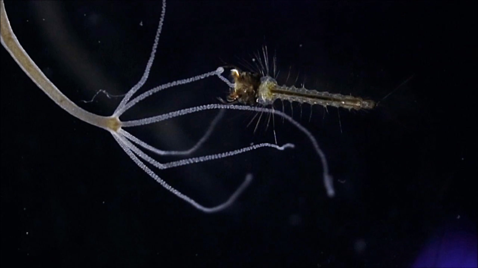 Hydra catching and devouring a mosquito larva | Nikon Small World