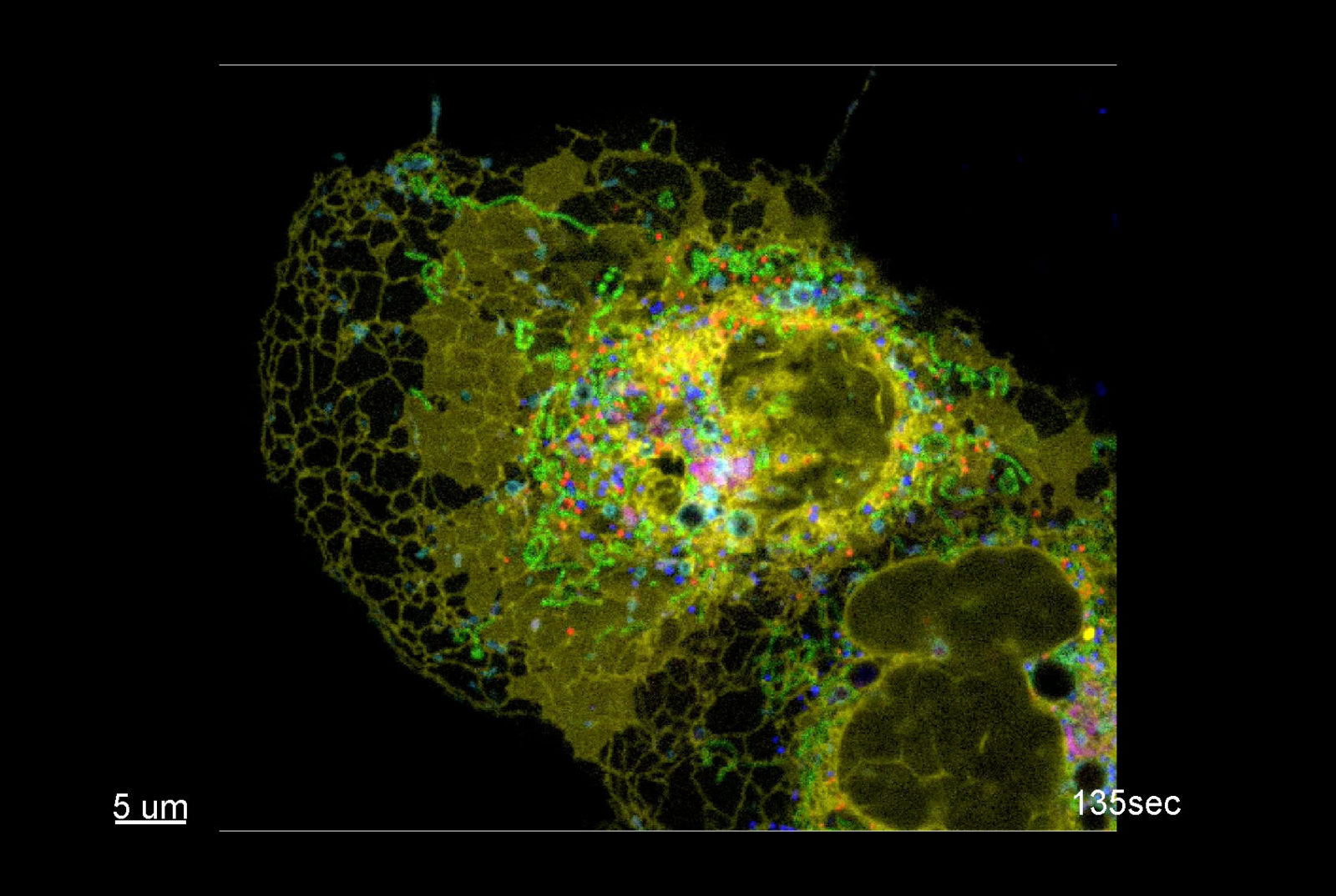Monkey kidney cell expressing fluorescent proteins | Nikon Small World