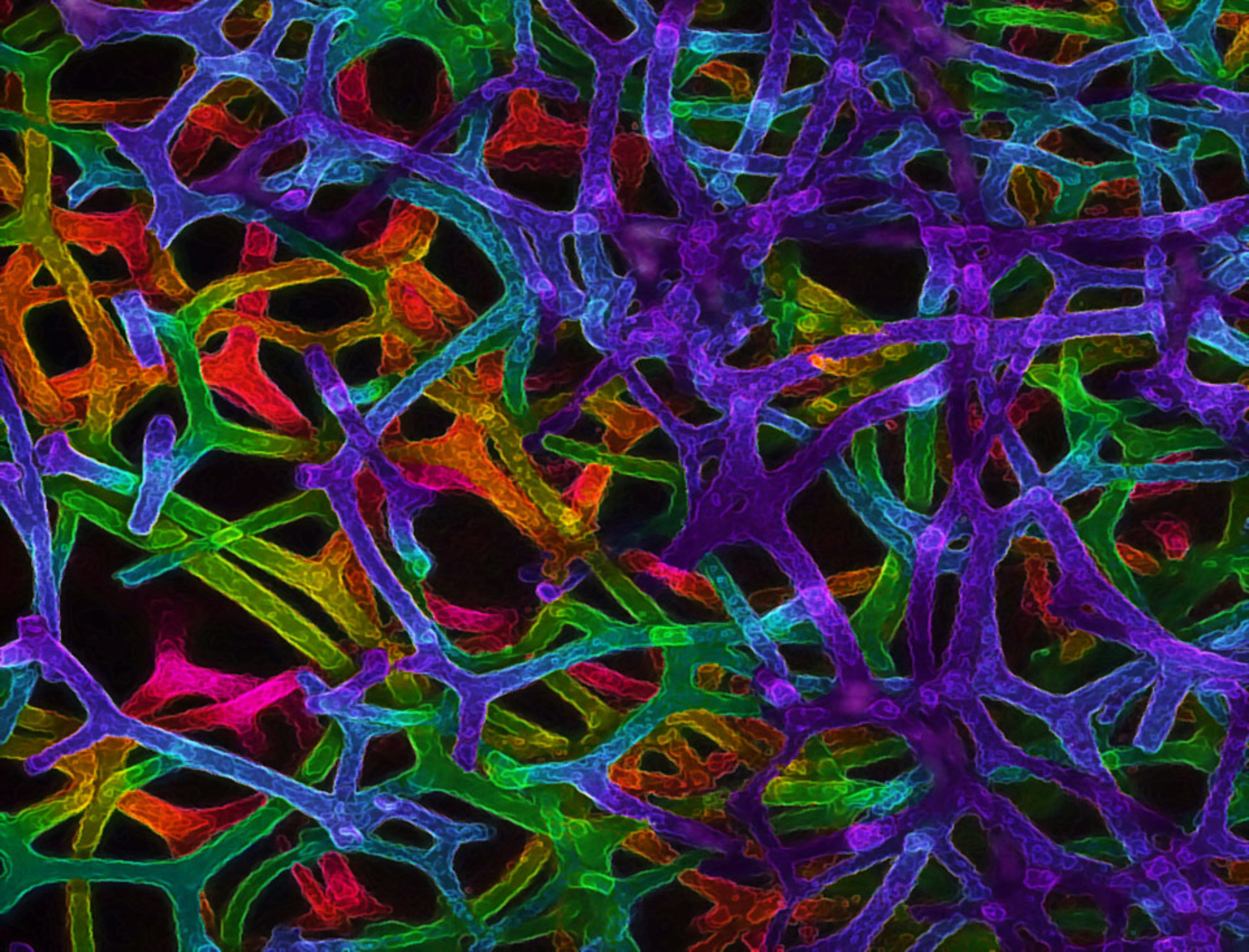 Natural sponge | Nikon Small World