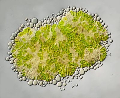 Botryococcus sp. (freshwater plankton) | Nikon Small World