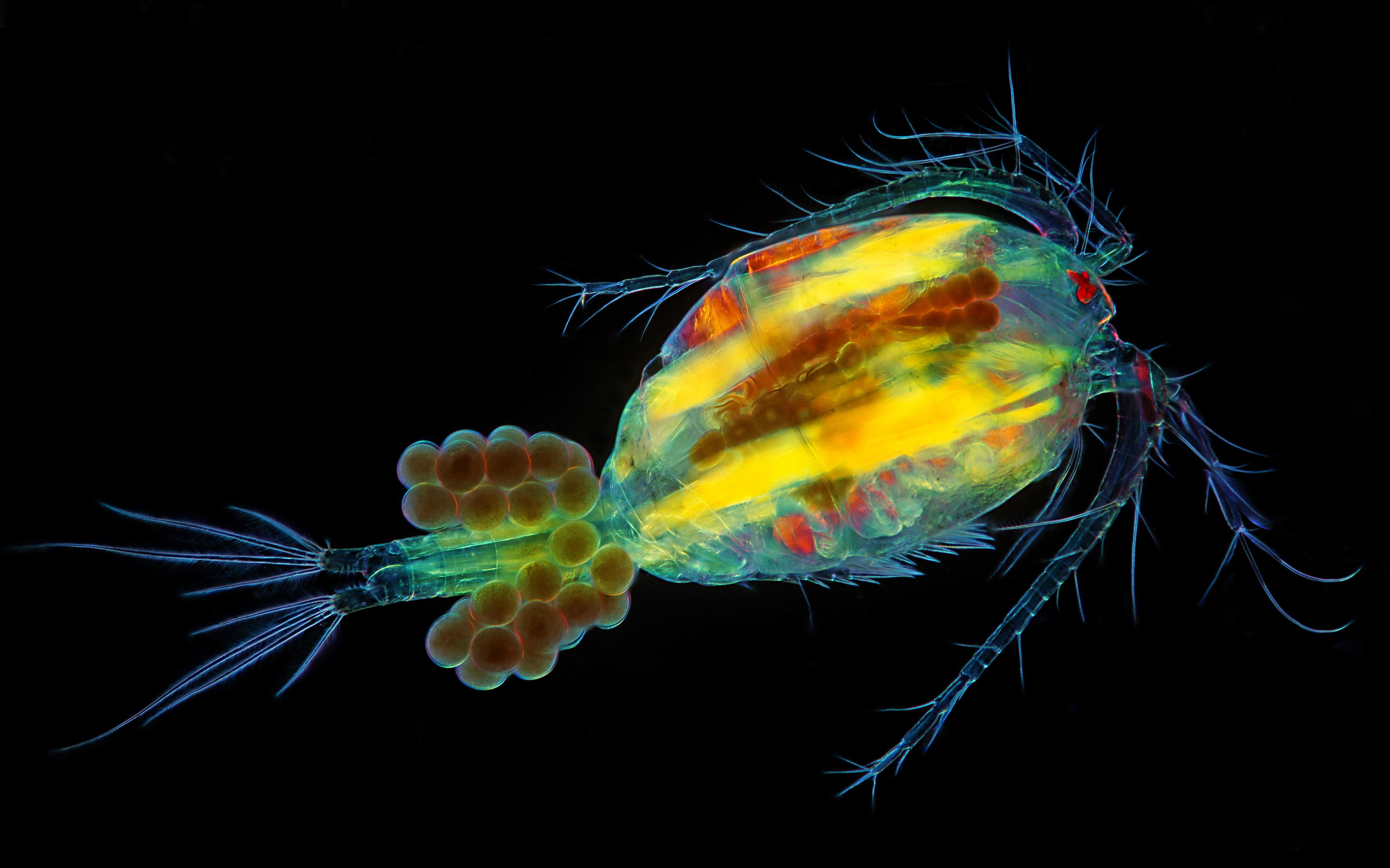 Cyclop (a kind of copepod from crustaceans subphylum with a single eye ...