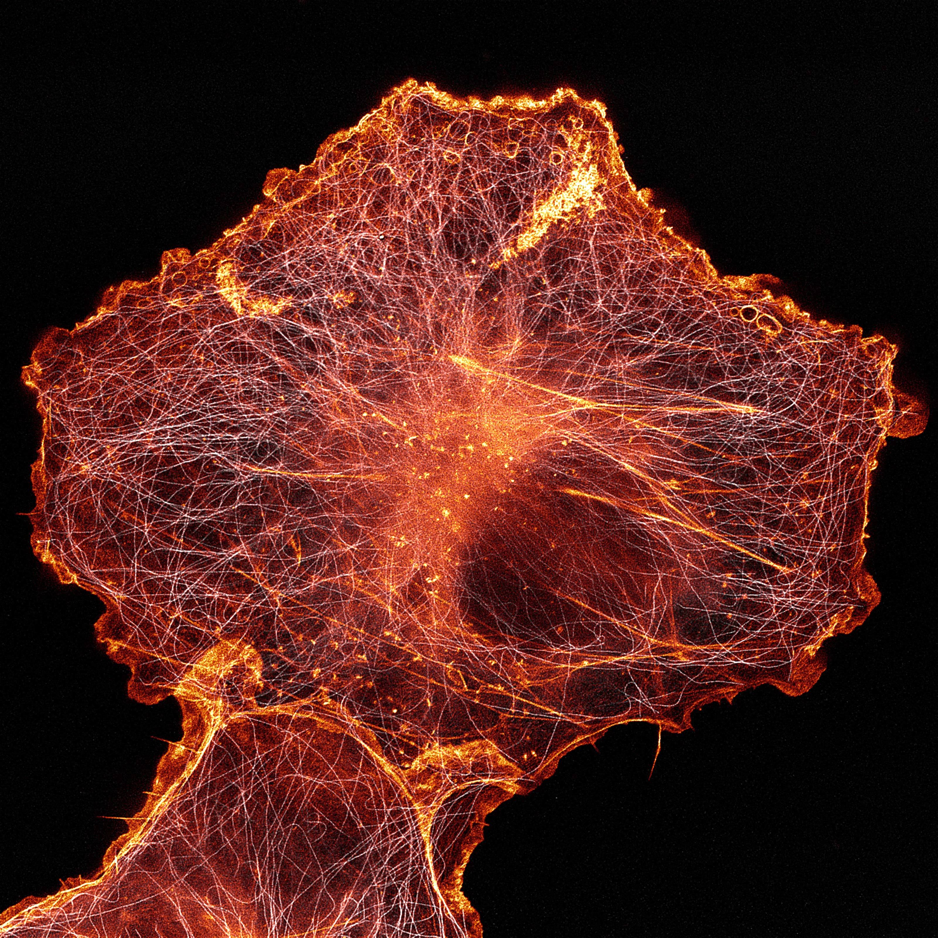 African green monkey cell (COS-7) stained for actin and microtubules ...