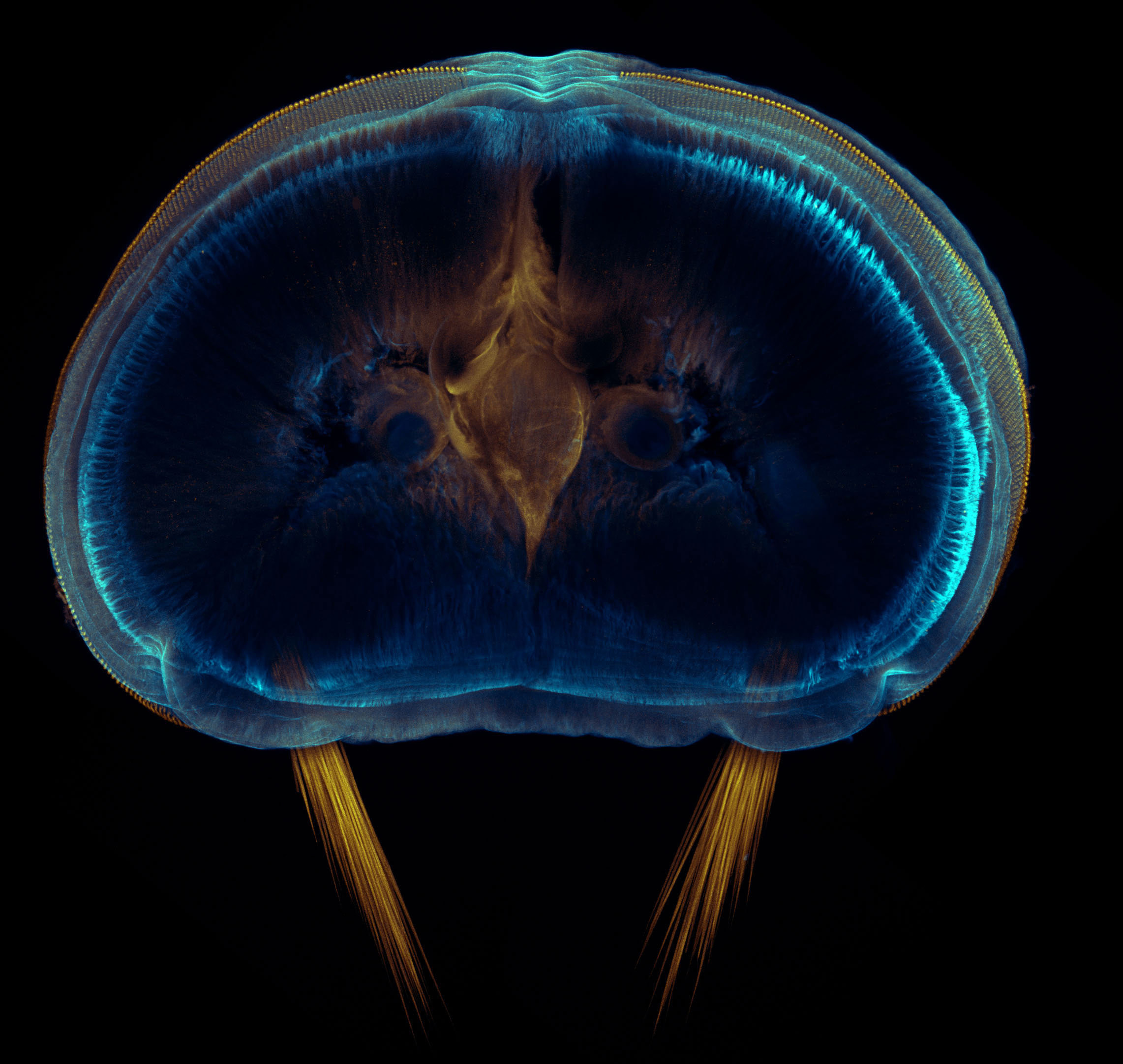 Owenia fusiformis (marine polychaete worm) | Nikon Small World