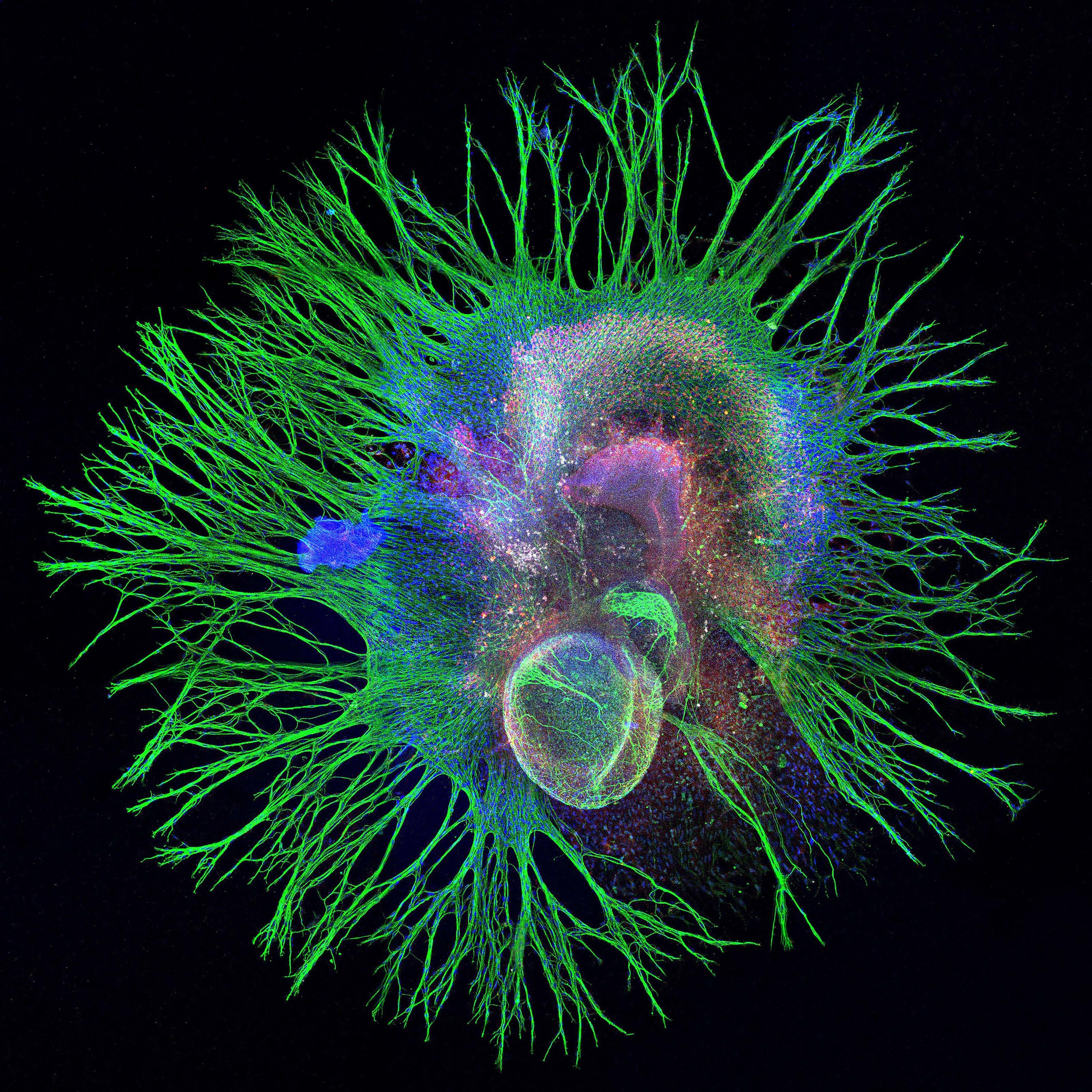 Inner ear neurons of a mouse | Nikon Small World