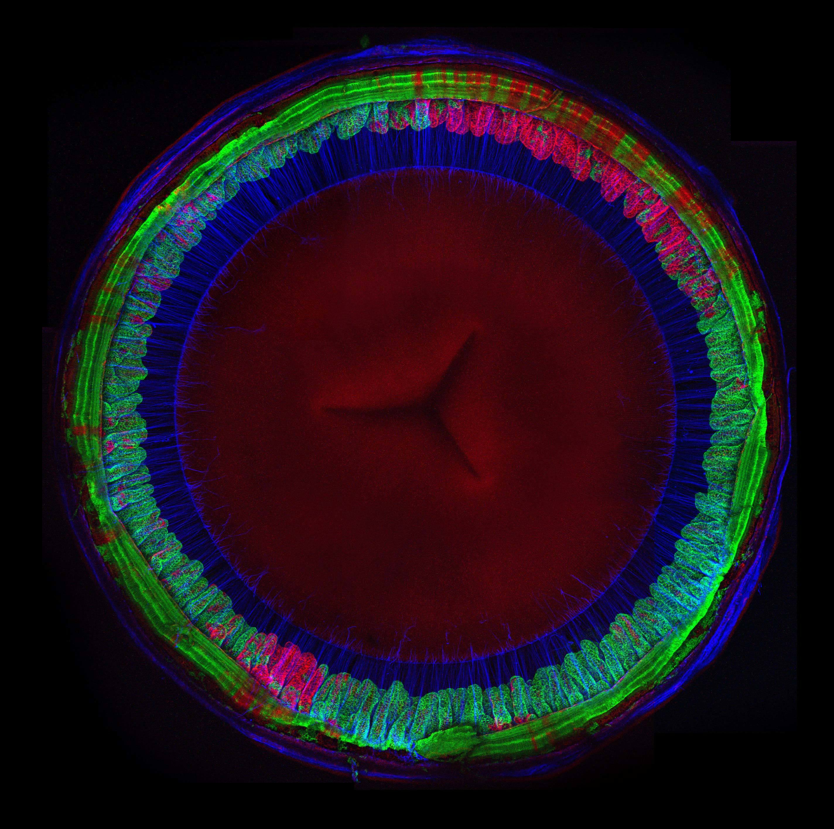 Interior of the mouse eye showing the large spherical lens | Nikon ...