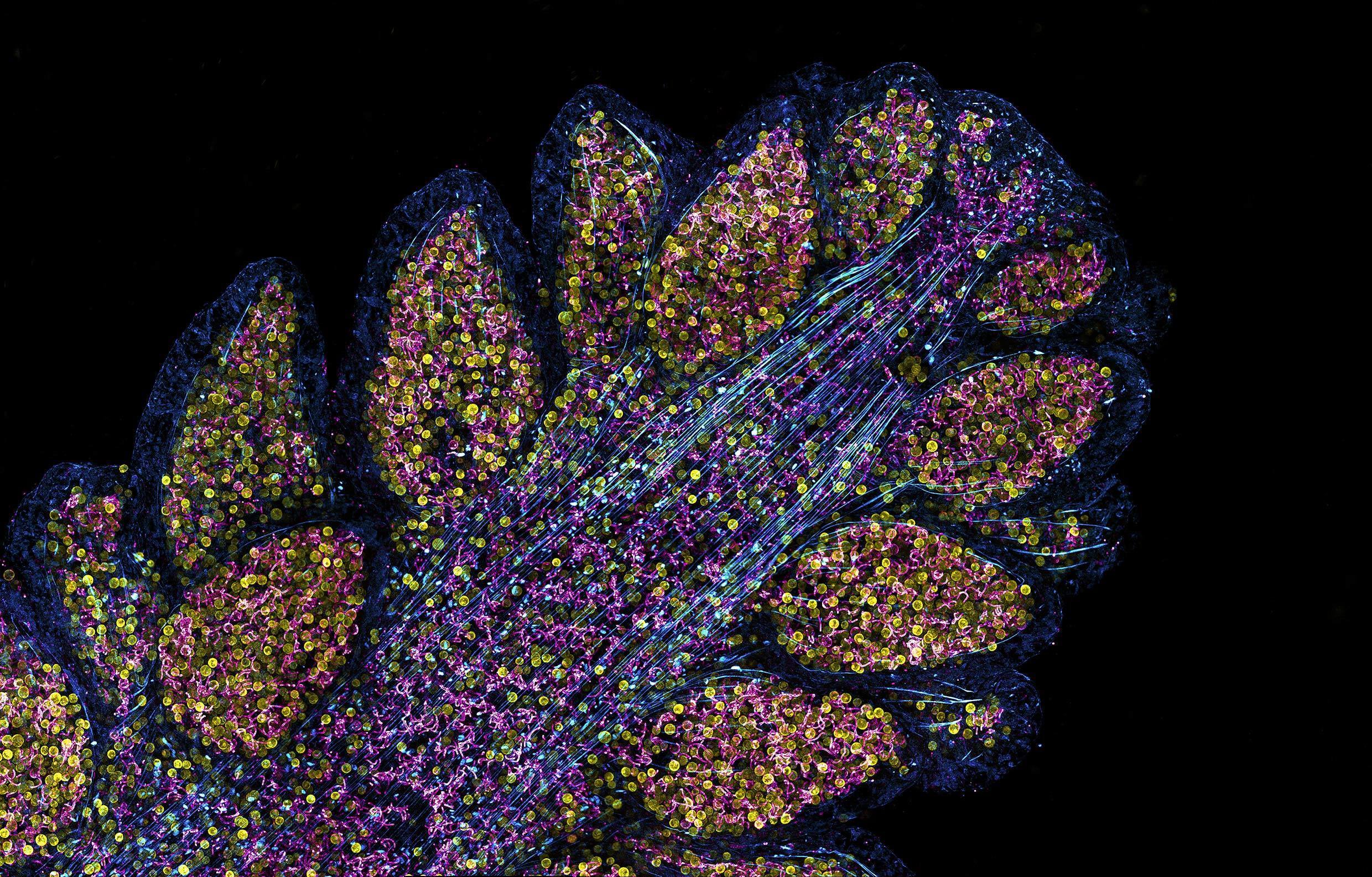 Algae cells within Xenia sp. - pulsing coral (coral) | Nikon Small World