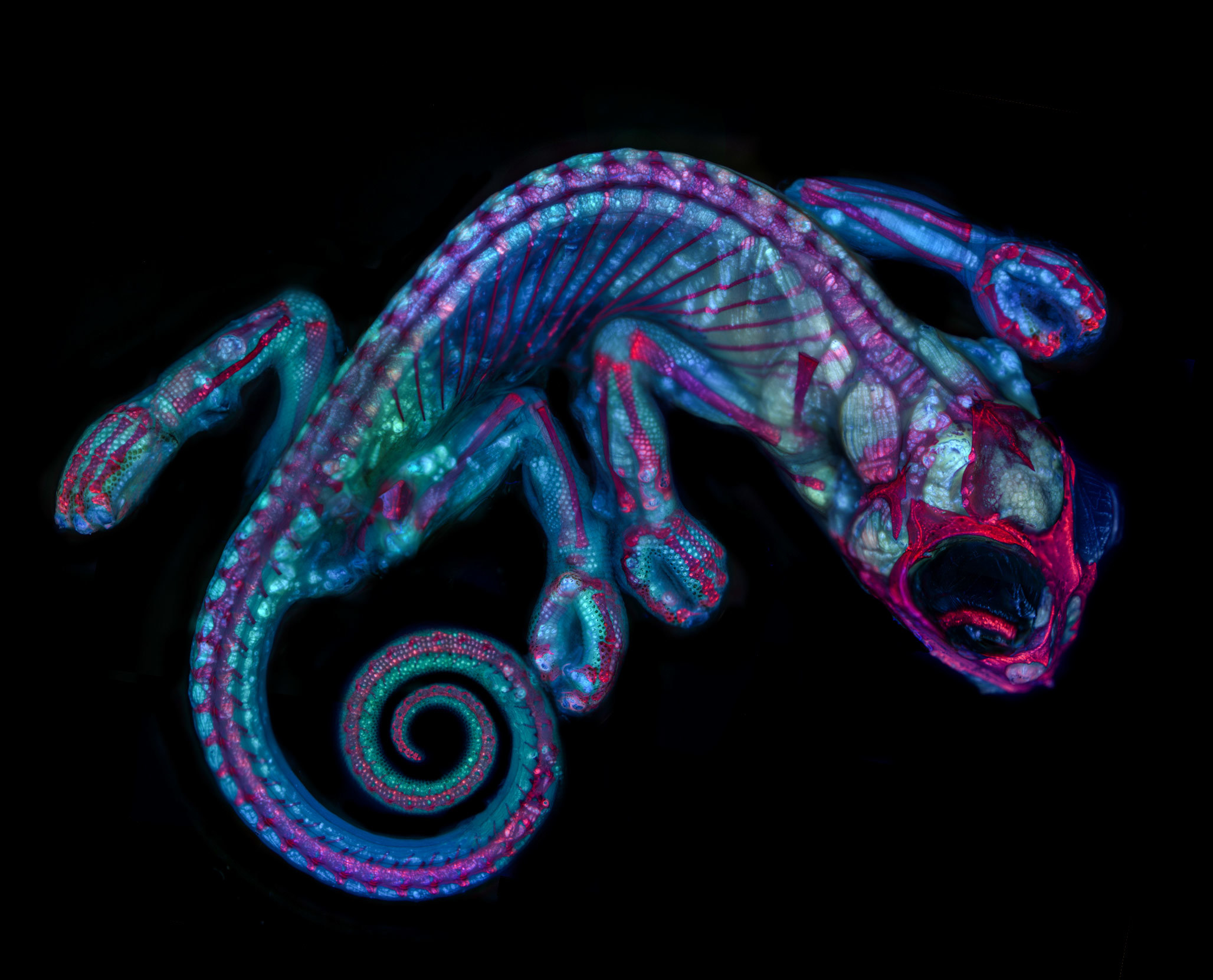 Chameleon embryo | Nikon Small World