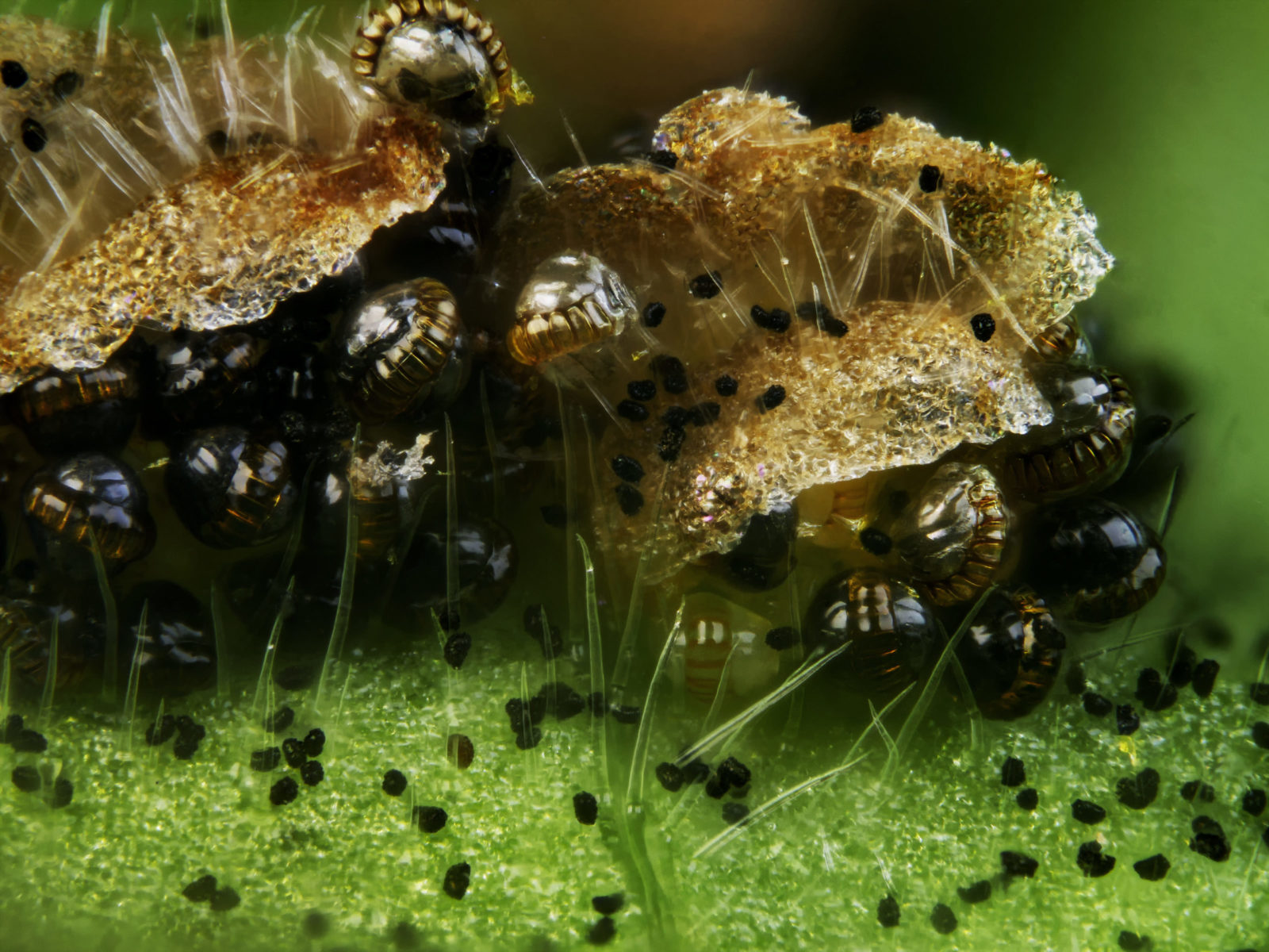 Sporocysts and spores of Cyclosorus parasiticus (fern) | Nikon Small World