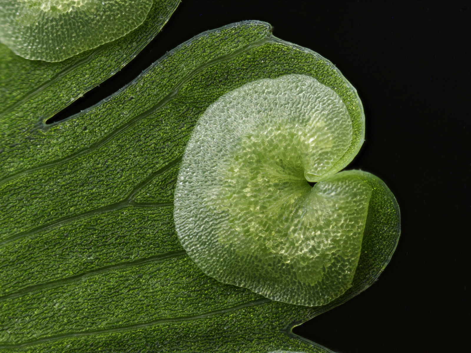 Adiantum capillus-veneris (fern) sporangium (enclosure in which spores ...