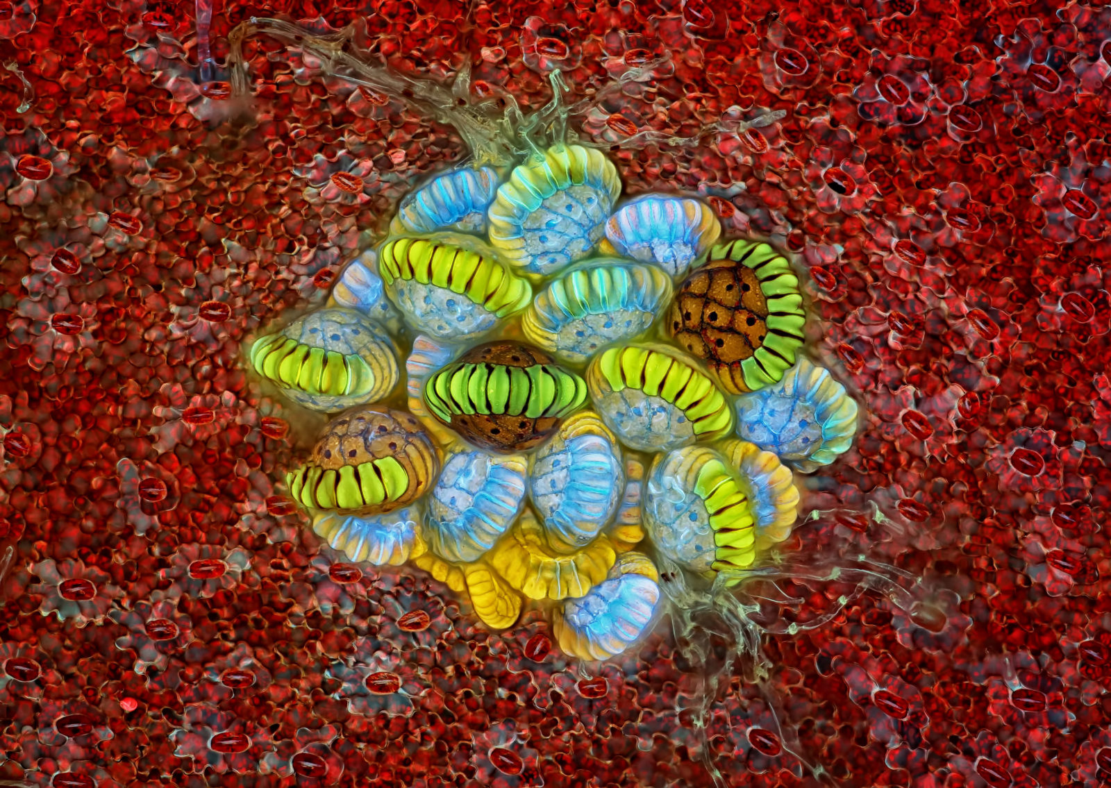 Fern sorus (structures producing and containing spores) | Nikon Small World