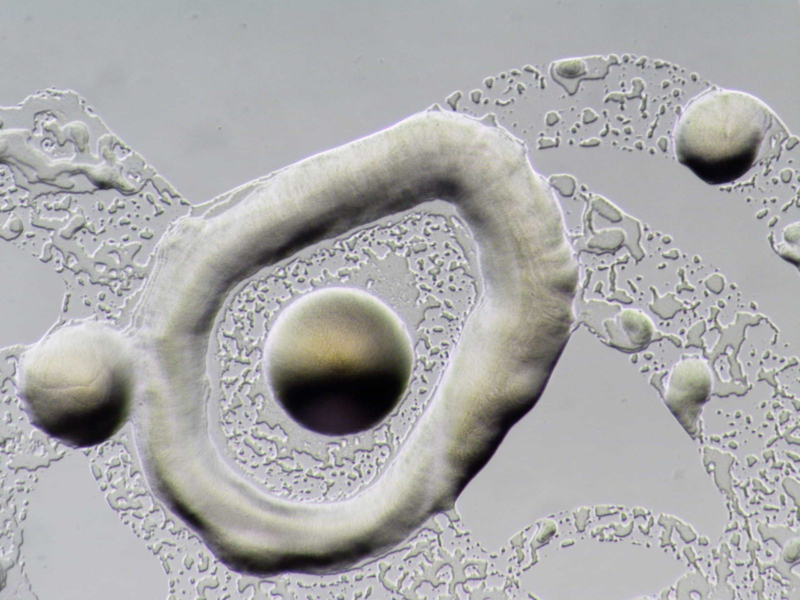 Paenibacillus bacteria collective motility on solid media | Nikon Small ...