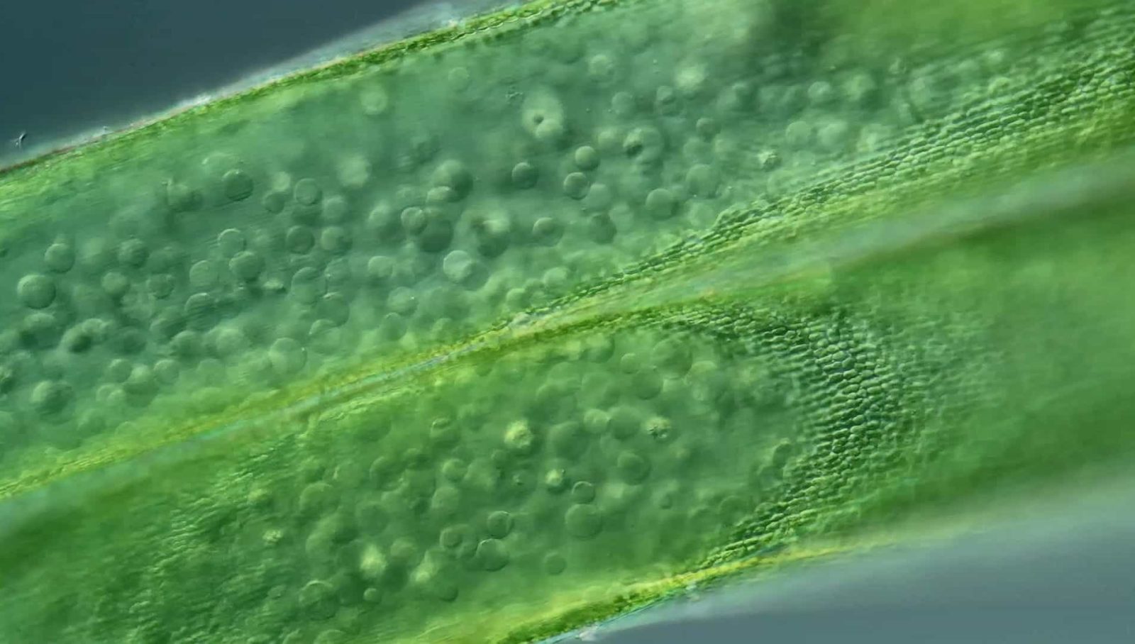 Nitella sp. (green algae), cytoplasmic streaming | Nikon Small World