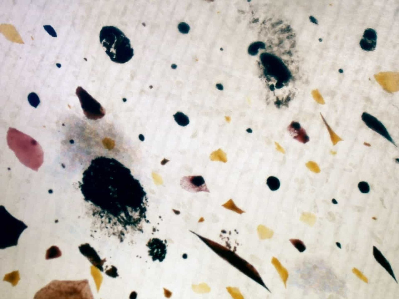 Chromatophores in squid mantle | Nikon Small World