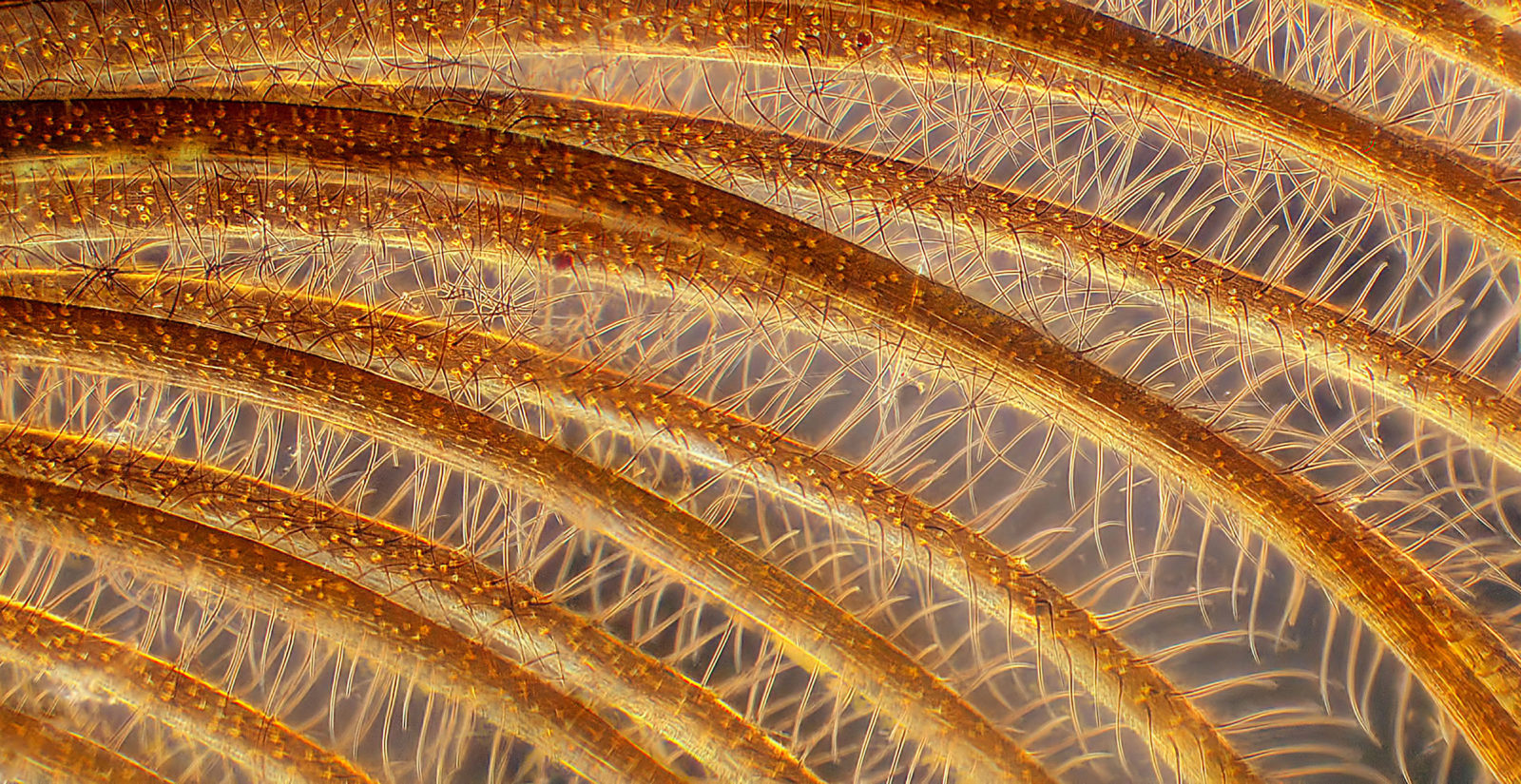 Male gypsy moth antenna | Nikon Small World