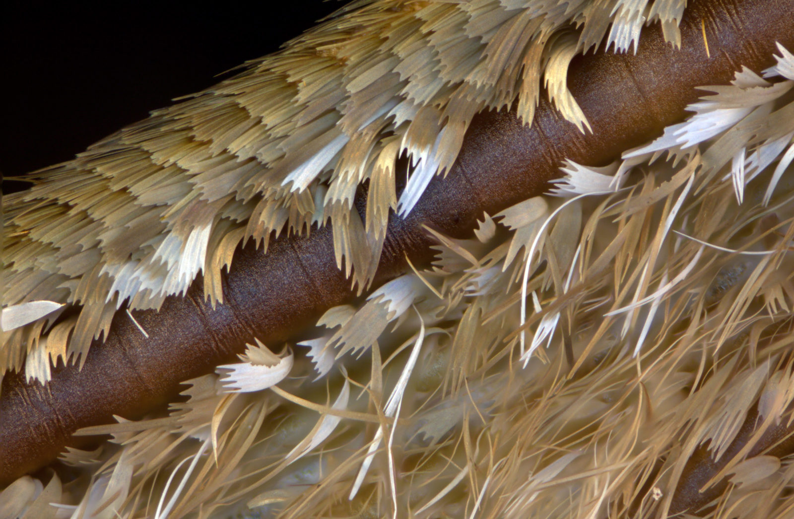 Scales of a moth on the edge of the wing | Nikon Small World