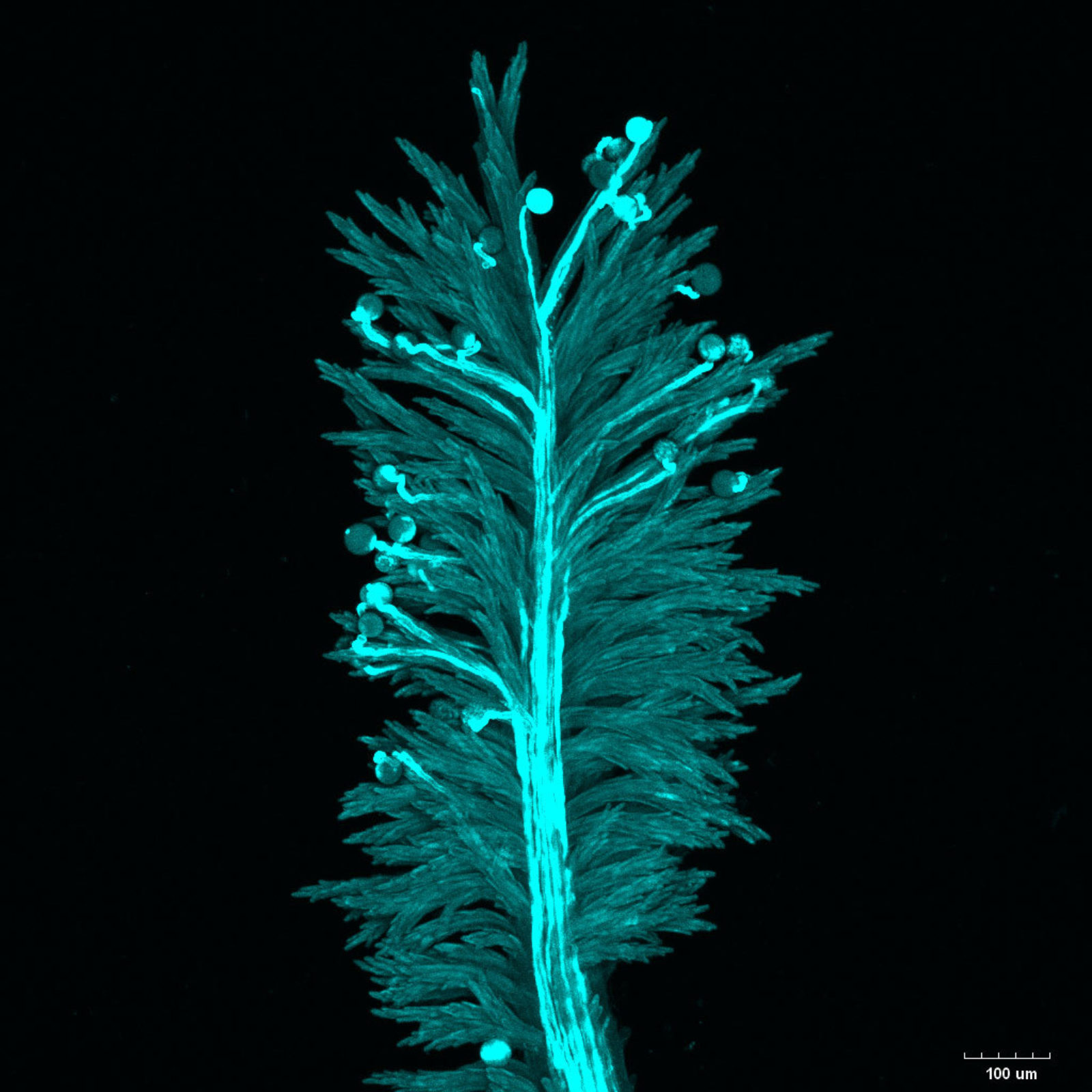 Rice flower stigma | Nikon Small World