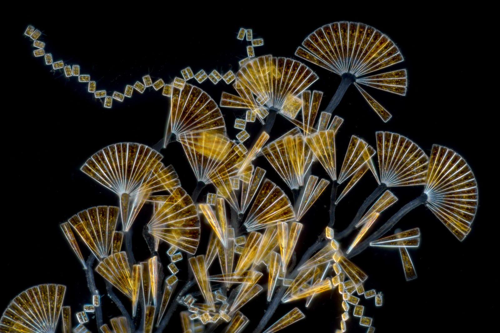 Licmophora flabellata (marine diatoms that grow on seaweeds) | Nikon ...