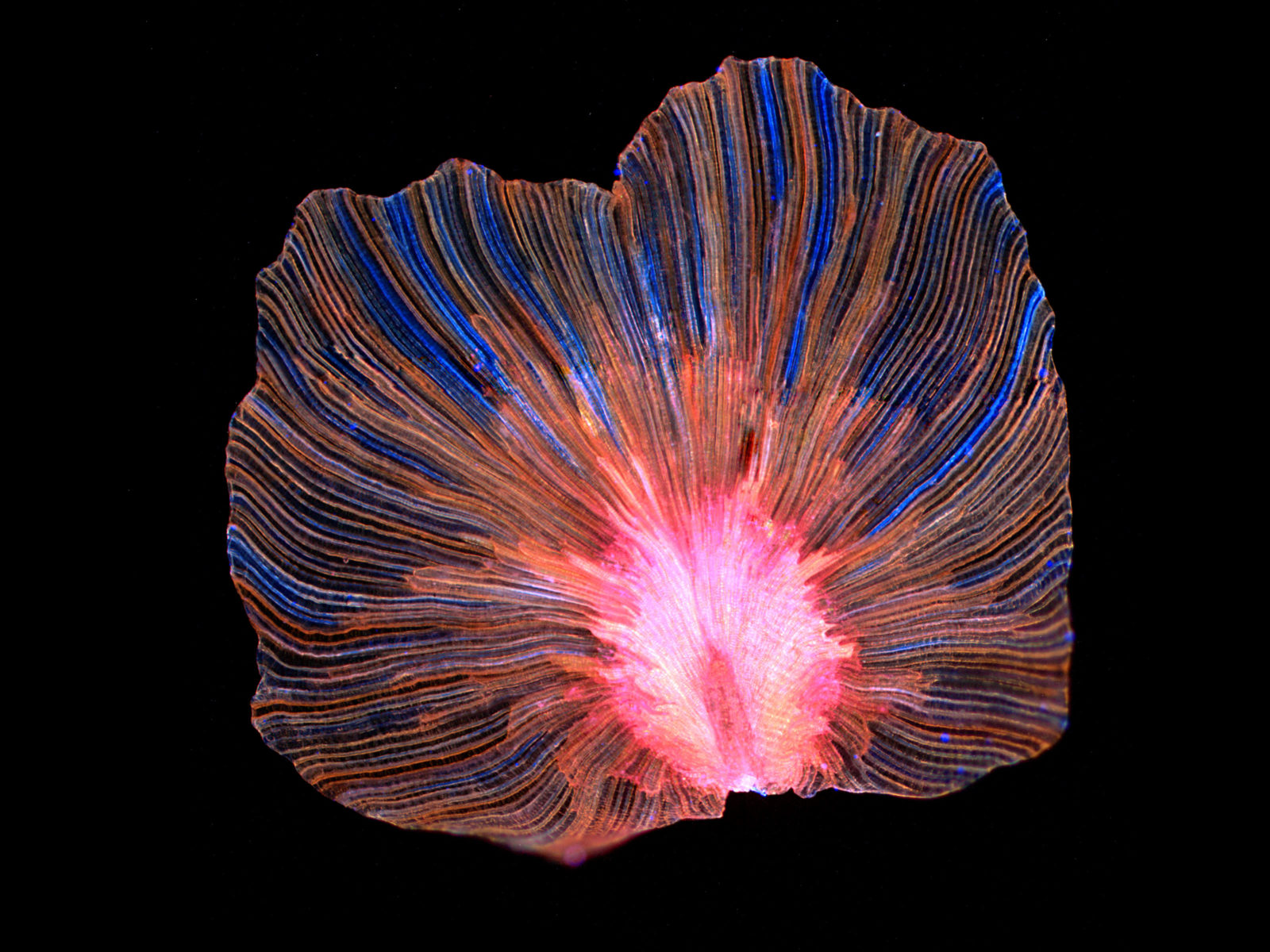 Pandorea pandorana (Wonga Wonga Vine) | Nikon Small World