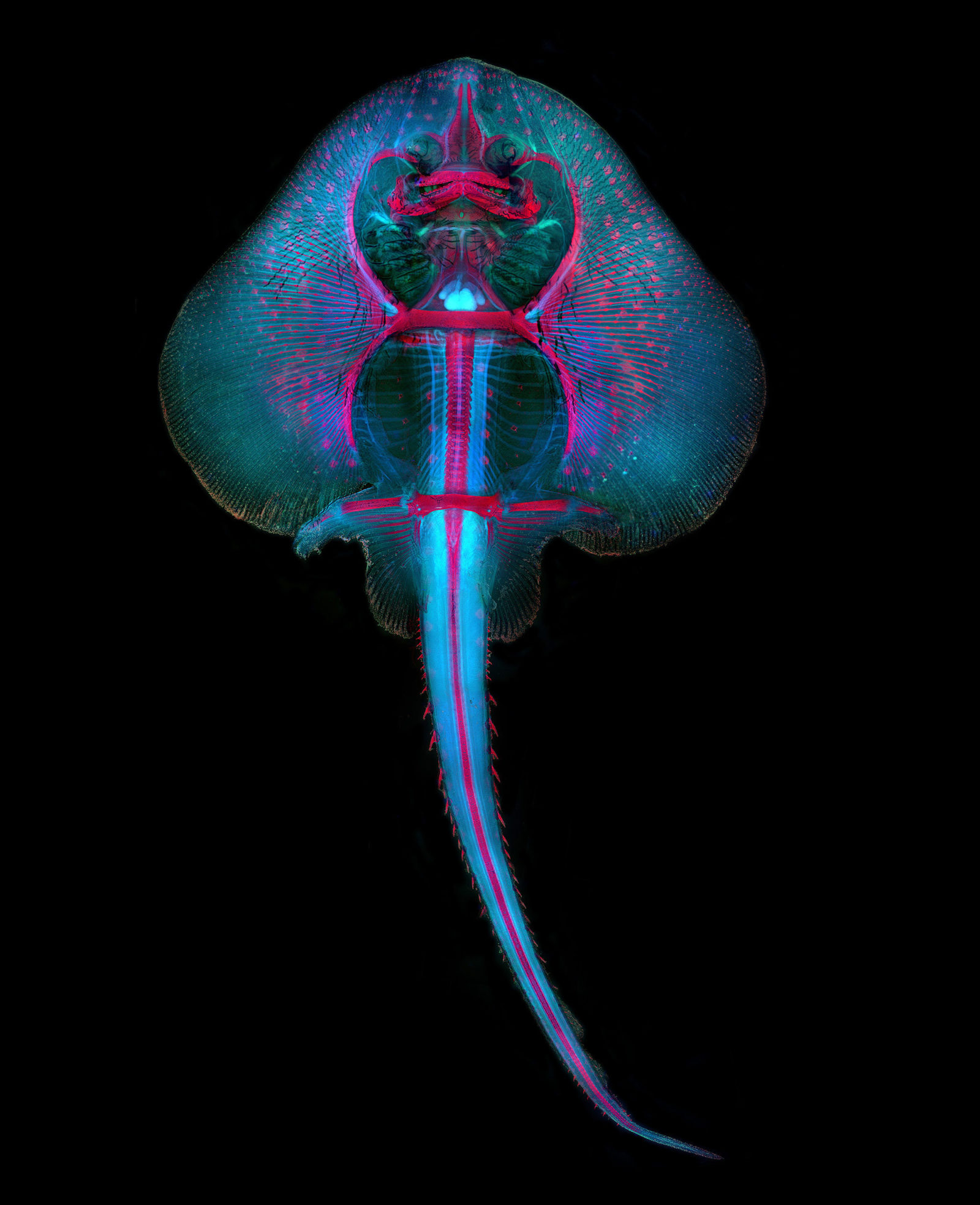 Skate fish embryo | Nikon Small World