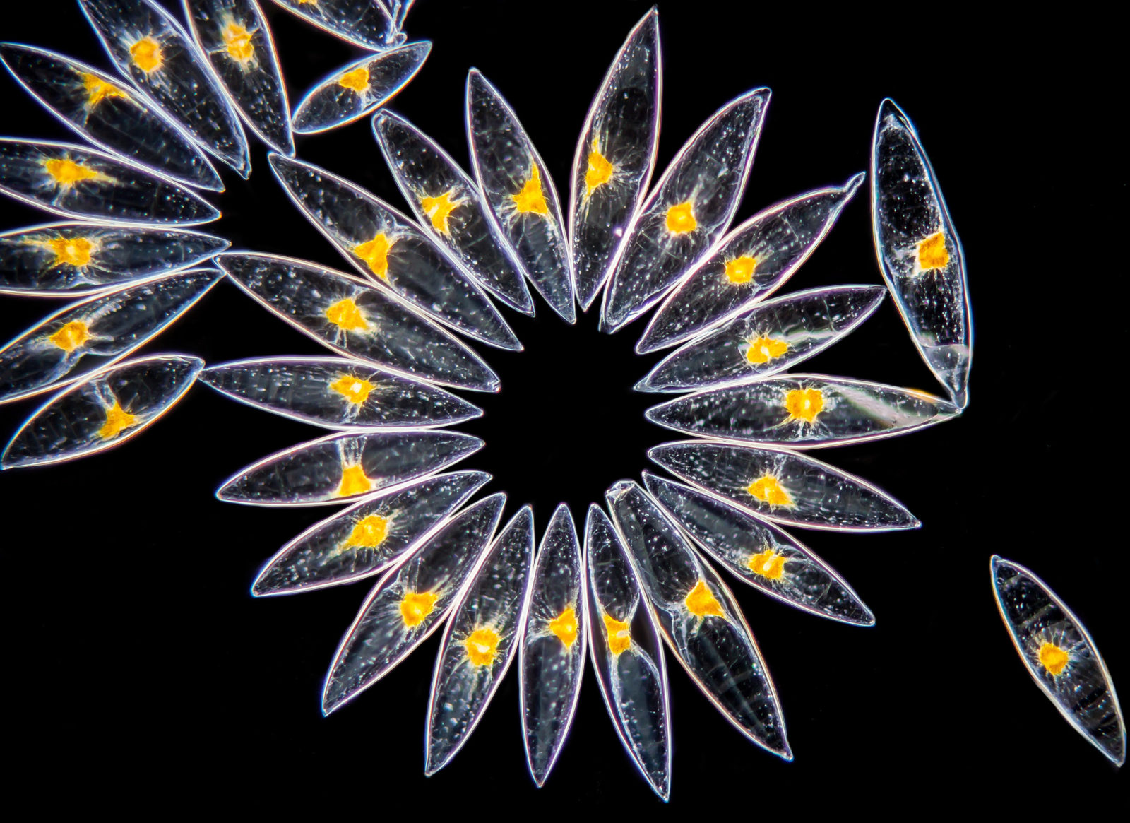 Pyrocystis fusiformis (marine dinoflagellates) | Nikon Small World