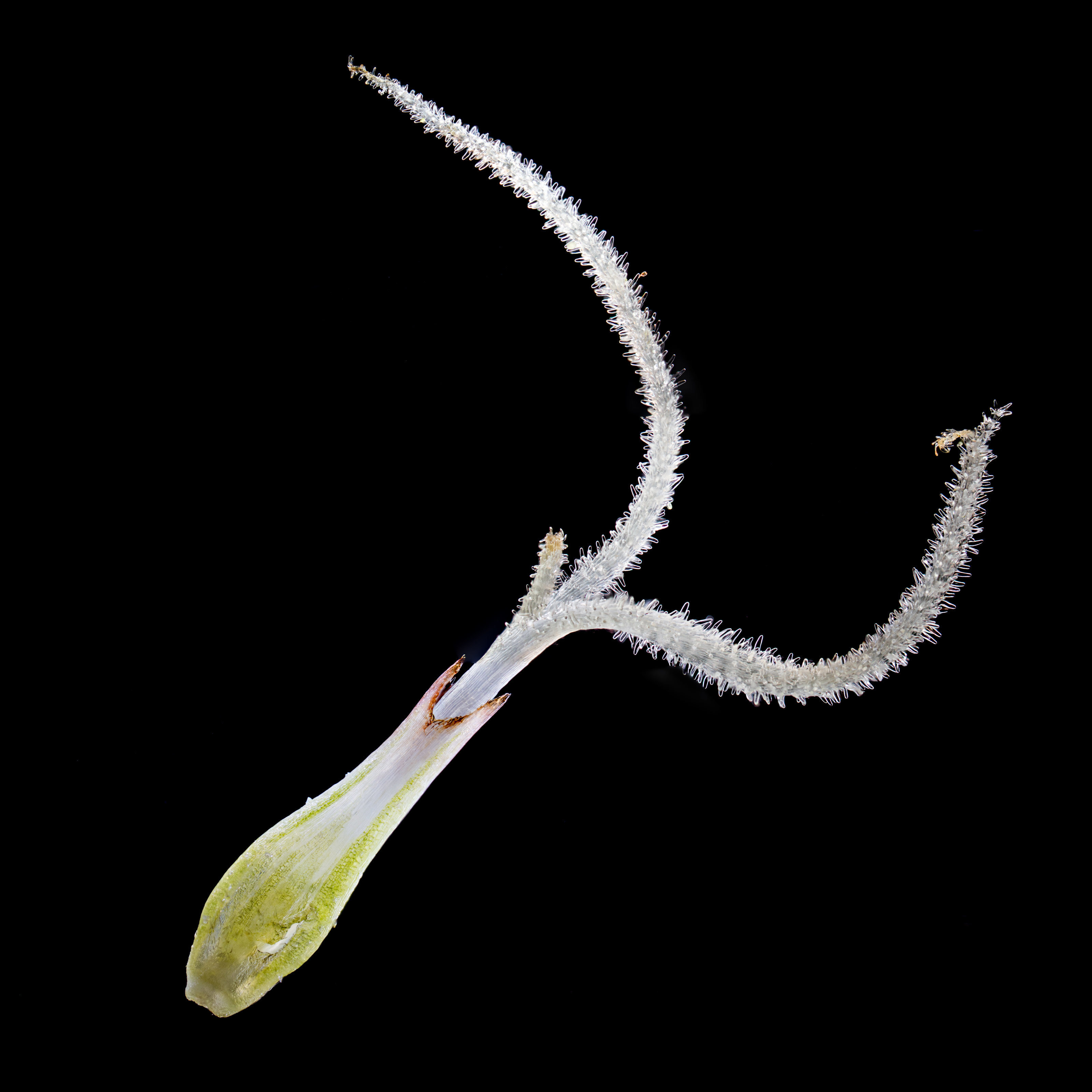 Grass seed | Nikon Small World