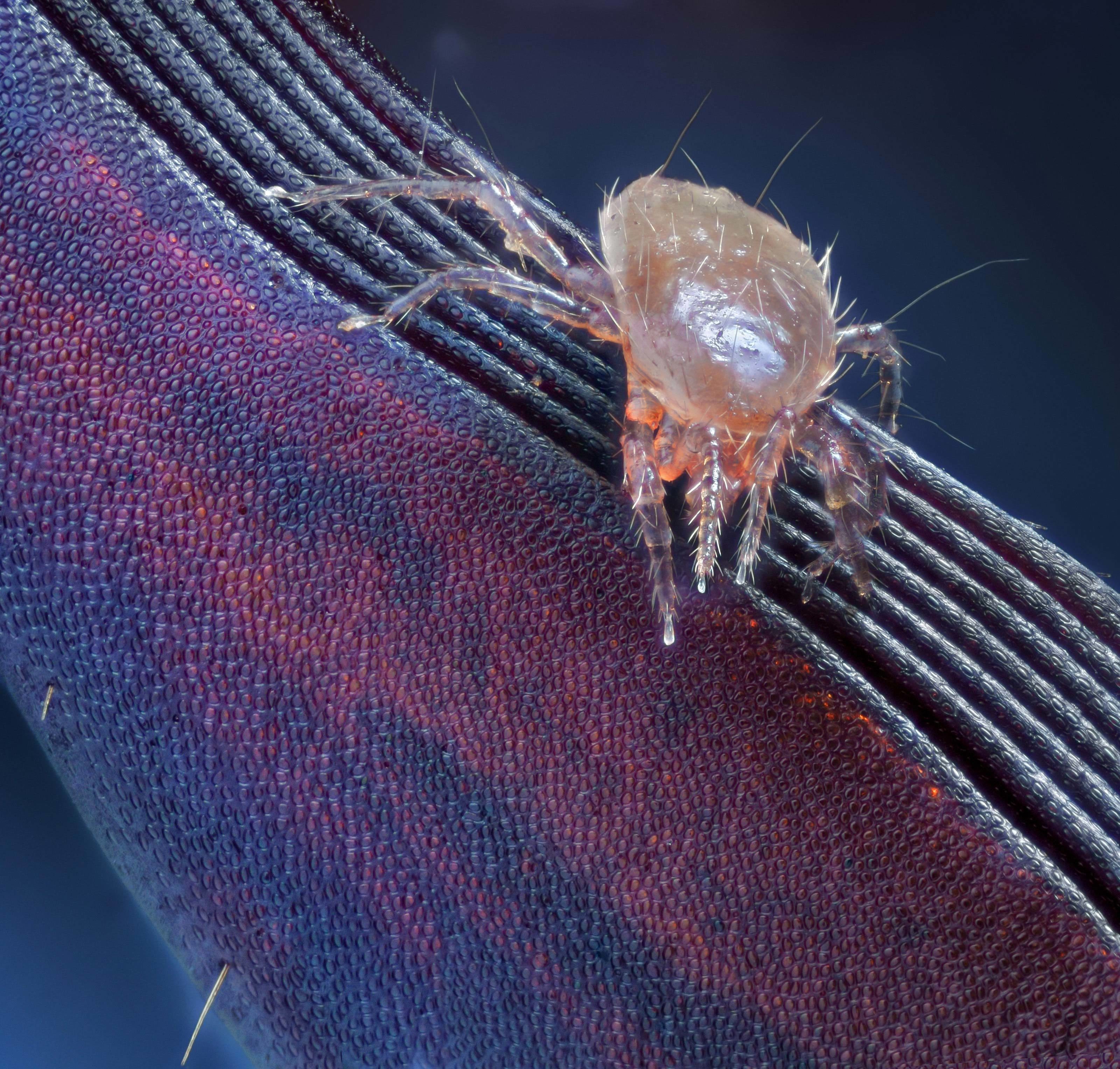 Mite on an antenna of a May bug | Nikon Small World