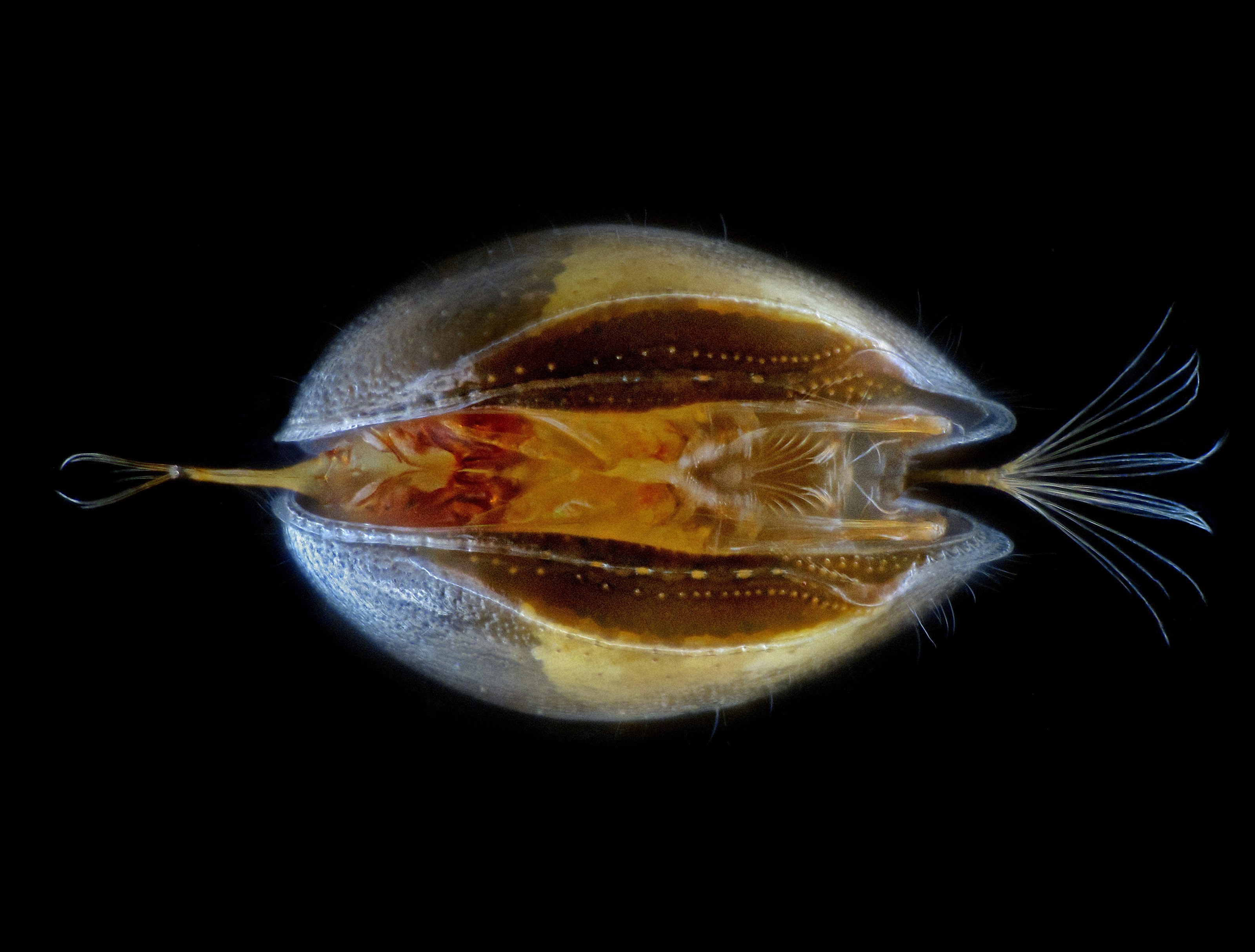 Notodromas monacha (Ostracod), live specimen | Nikon Small World