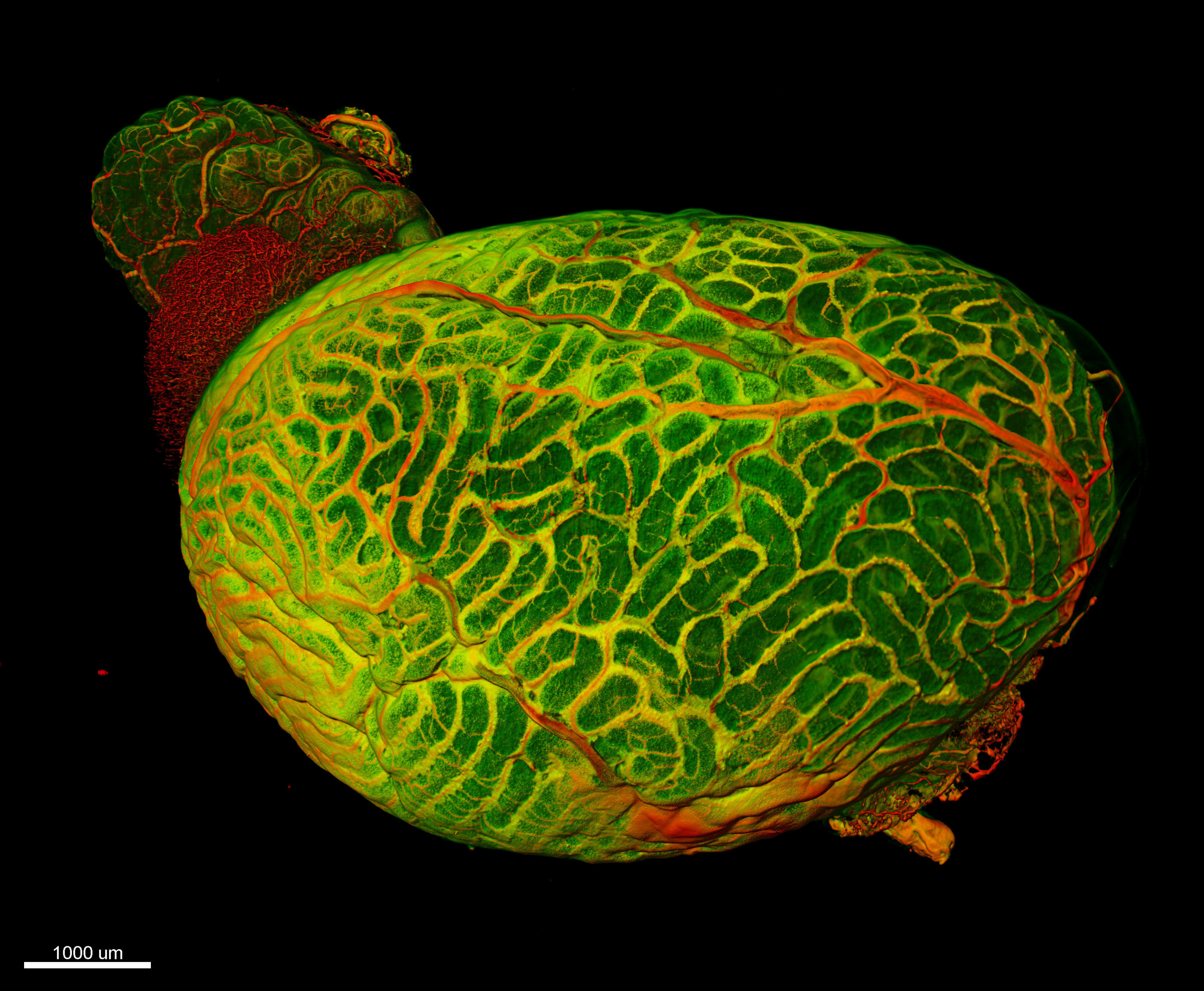 3D reconstruction of mouse testis tissue (green) and blood vessels (red ...